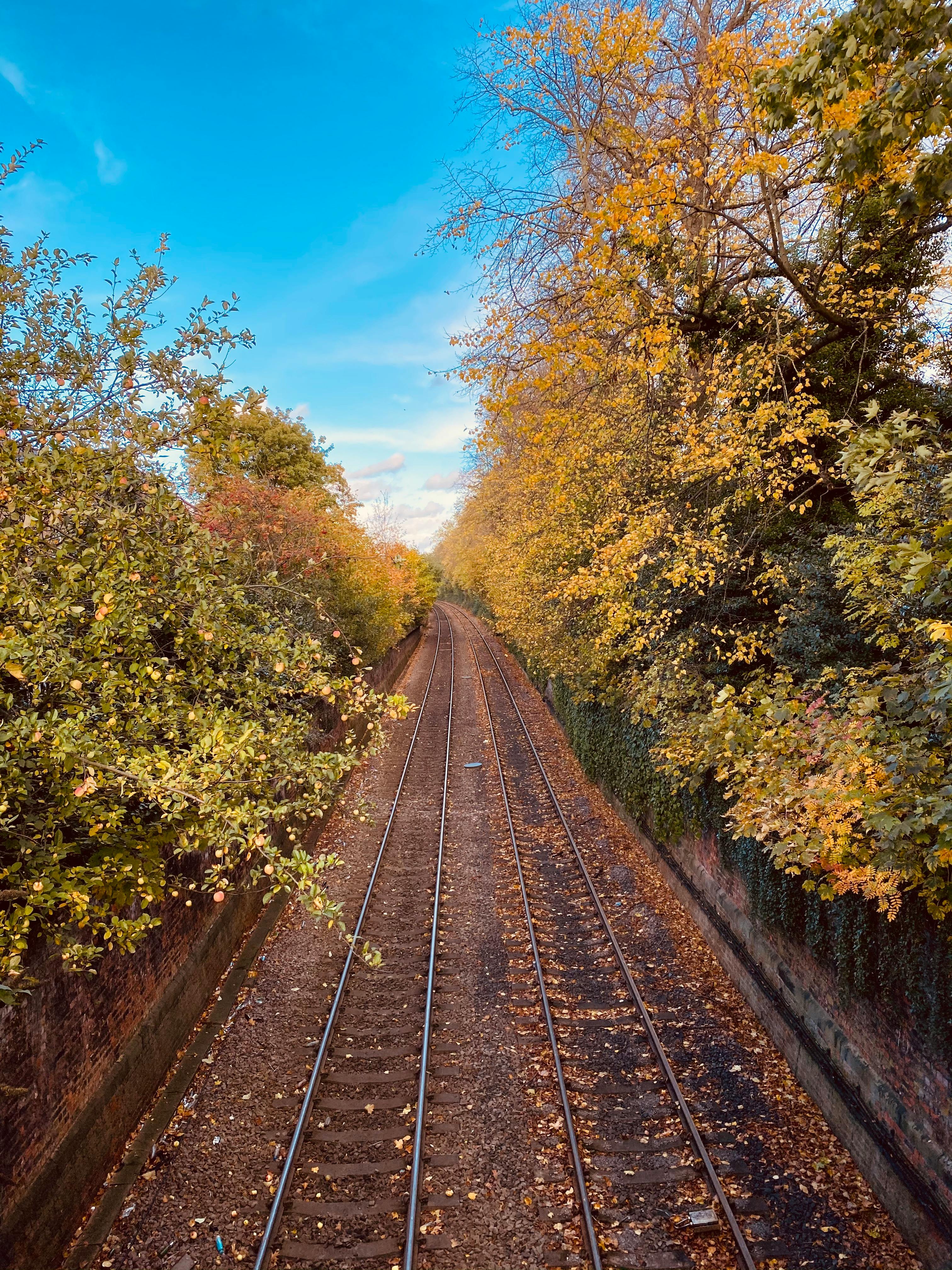 Train Rail Between Green Trees · Free Stock Photo