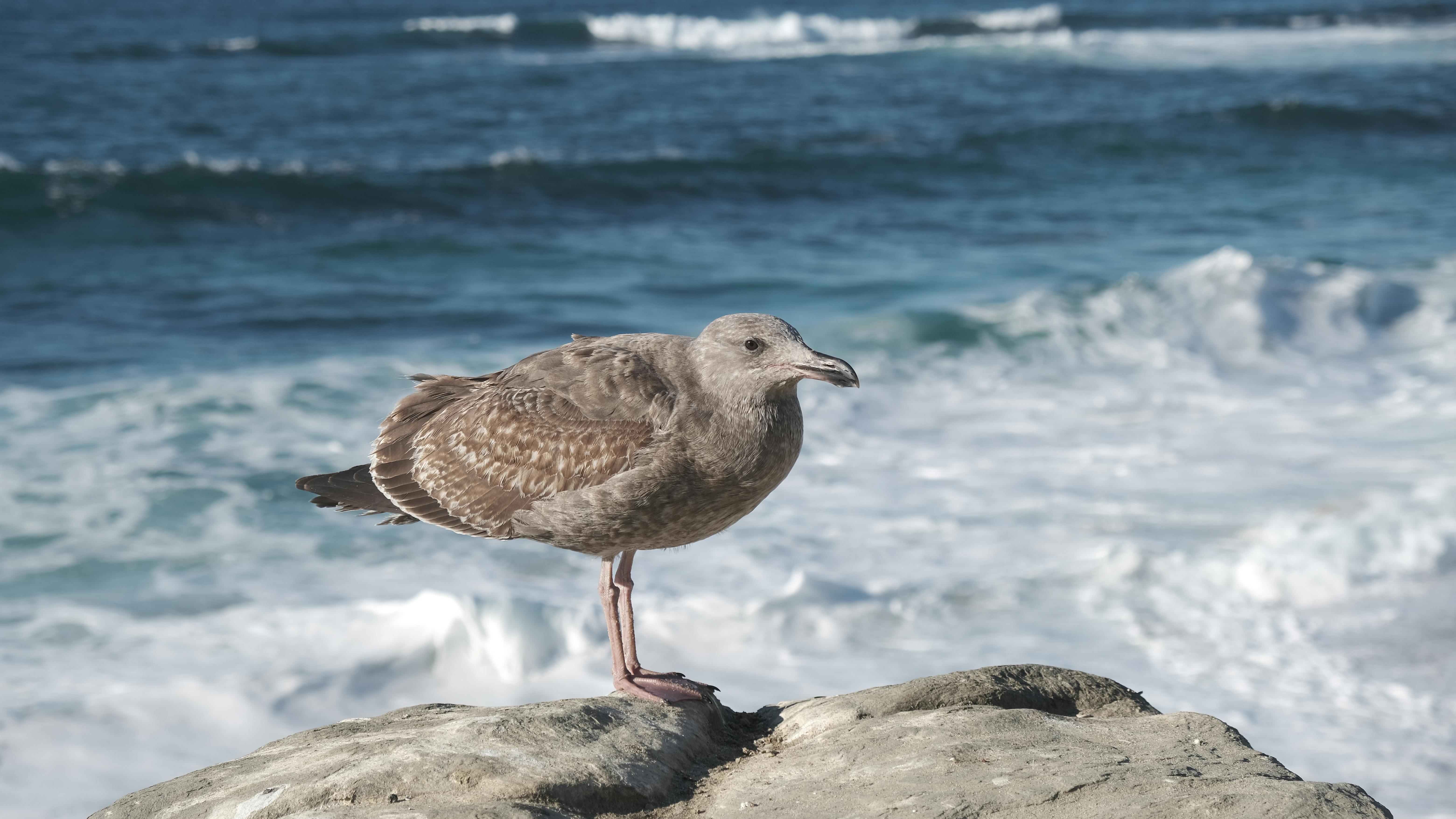 White Bird Flying · Free Stock Photo