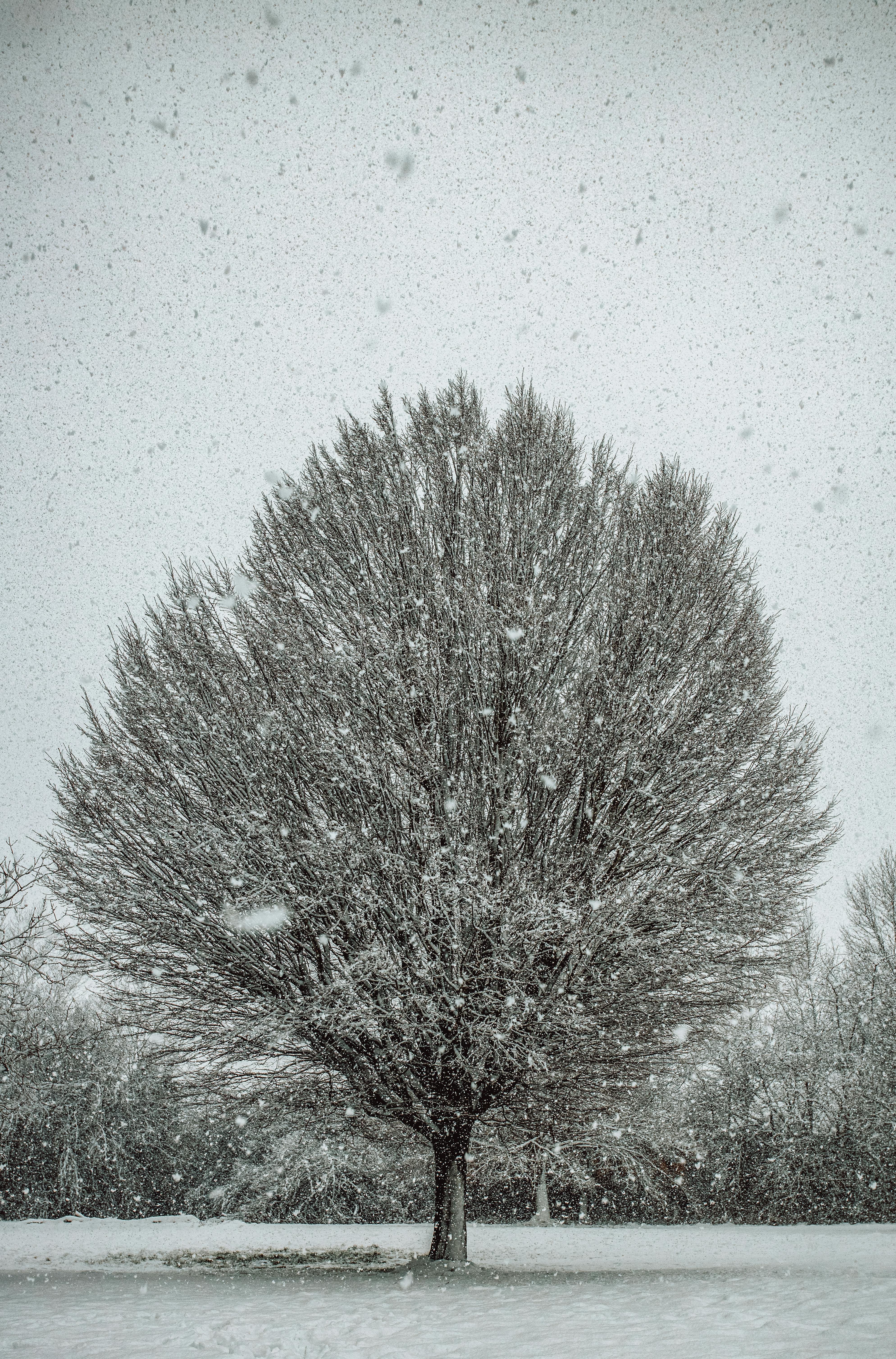 Snowing Tree Photos, Download Free Snowing Tree Stock Photos & HD Images