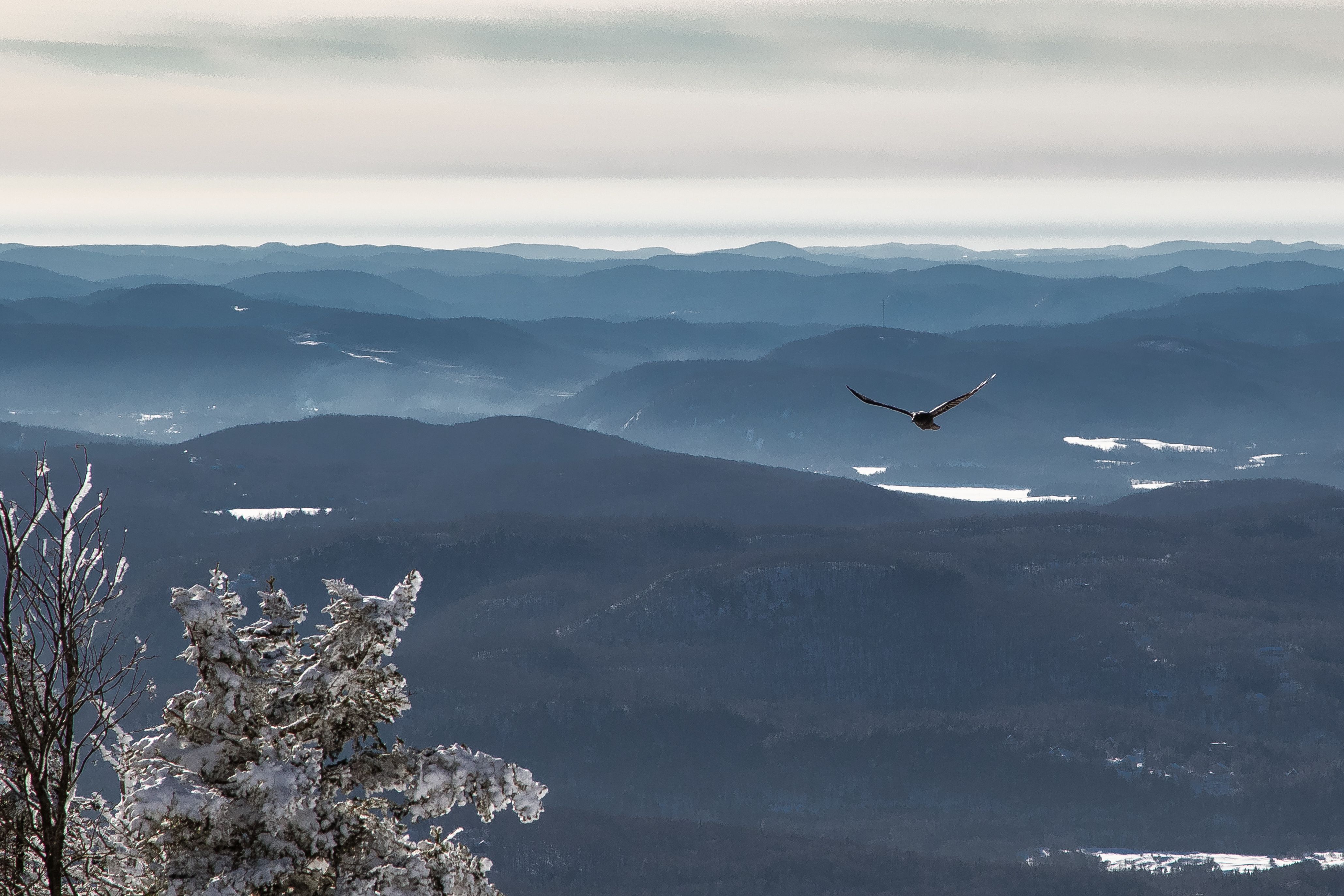 Bird Flying over the Mountains · Free Stock Photo
