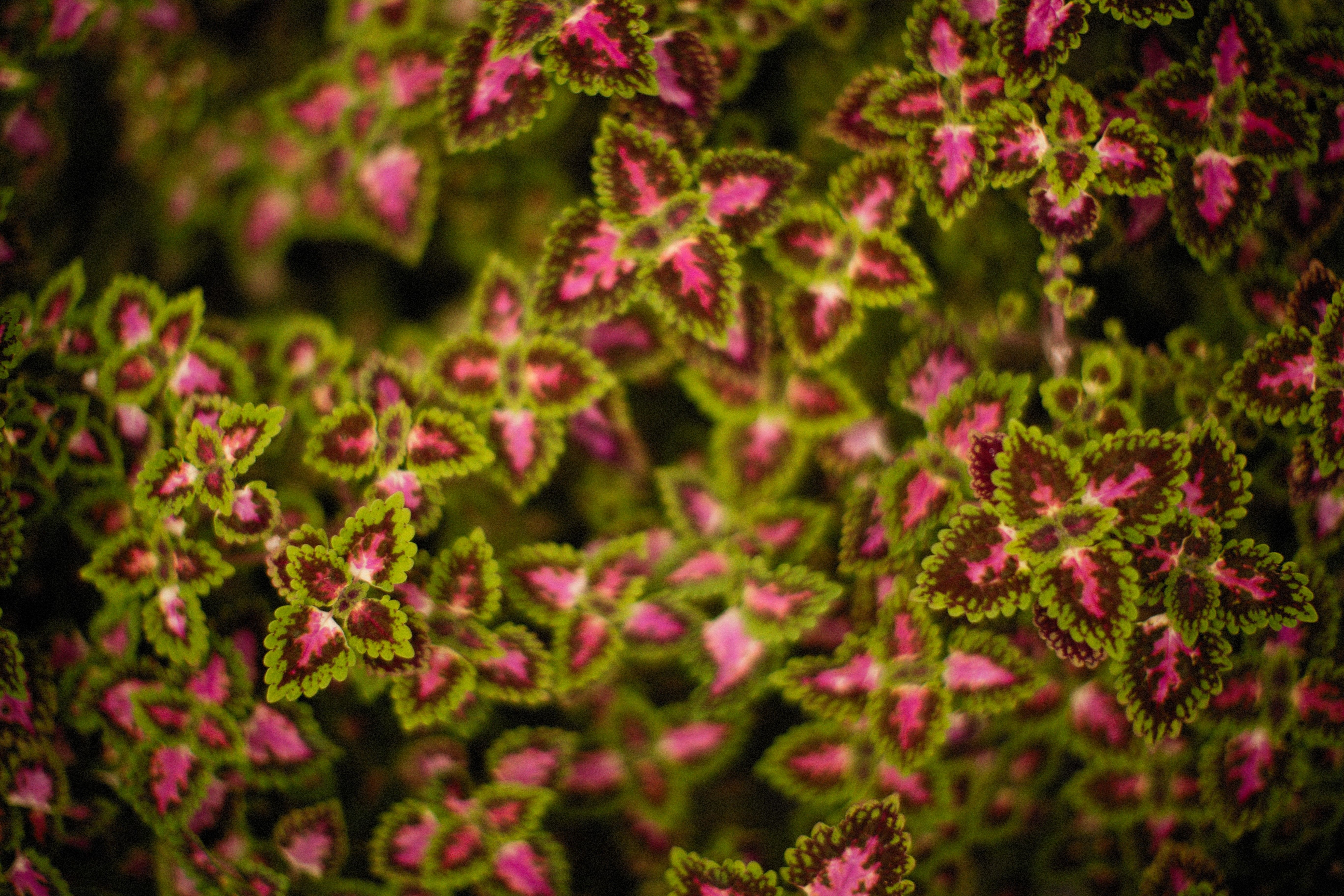 Close-Up Photograph of Coleus Leaves · Free Stock Photo