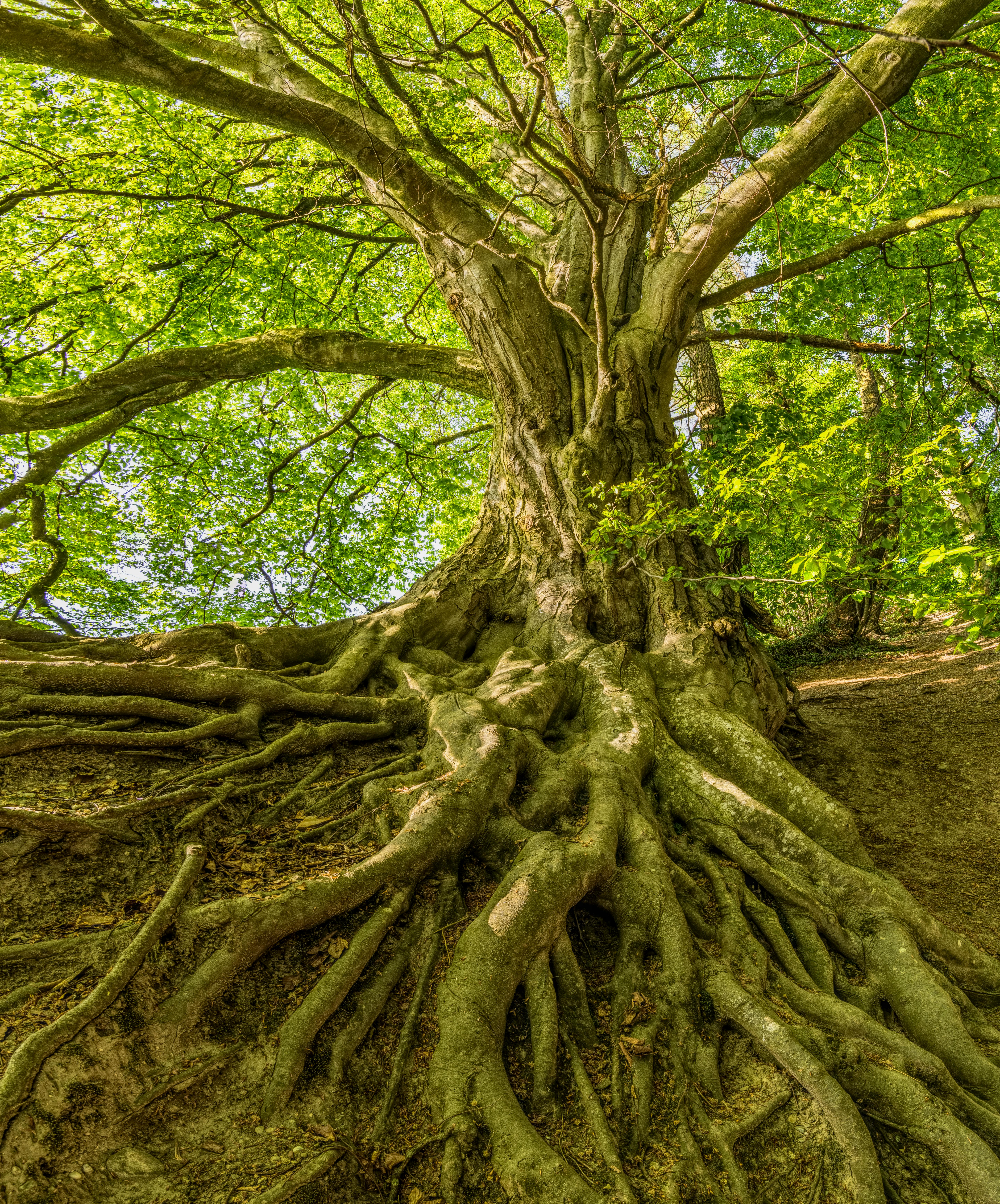 Roots Photos, Download The BEST Free Roots Stock Photos & HD Images