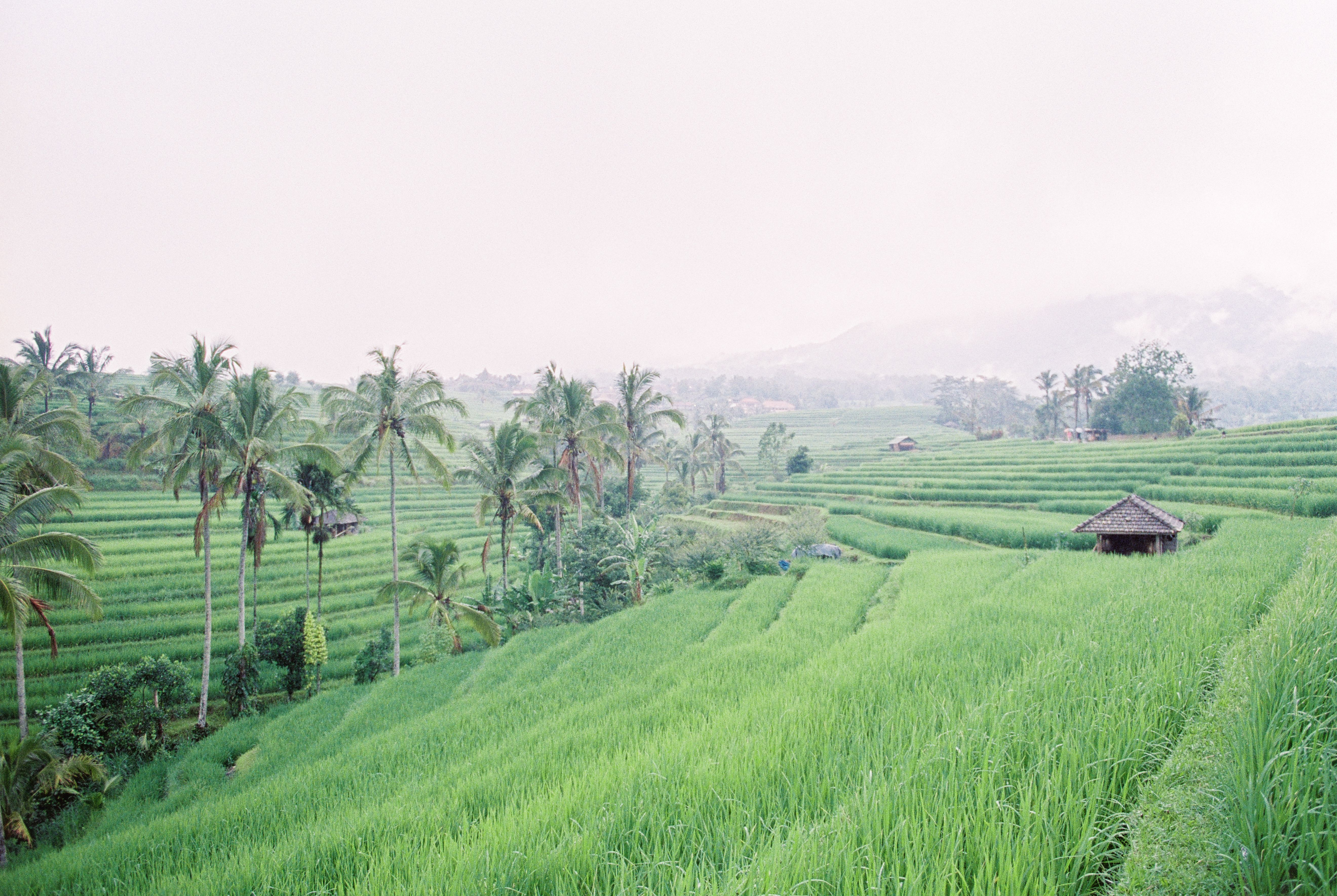 Aerial Photography of Rice Field · Free Stock Photo