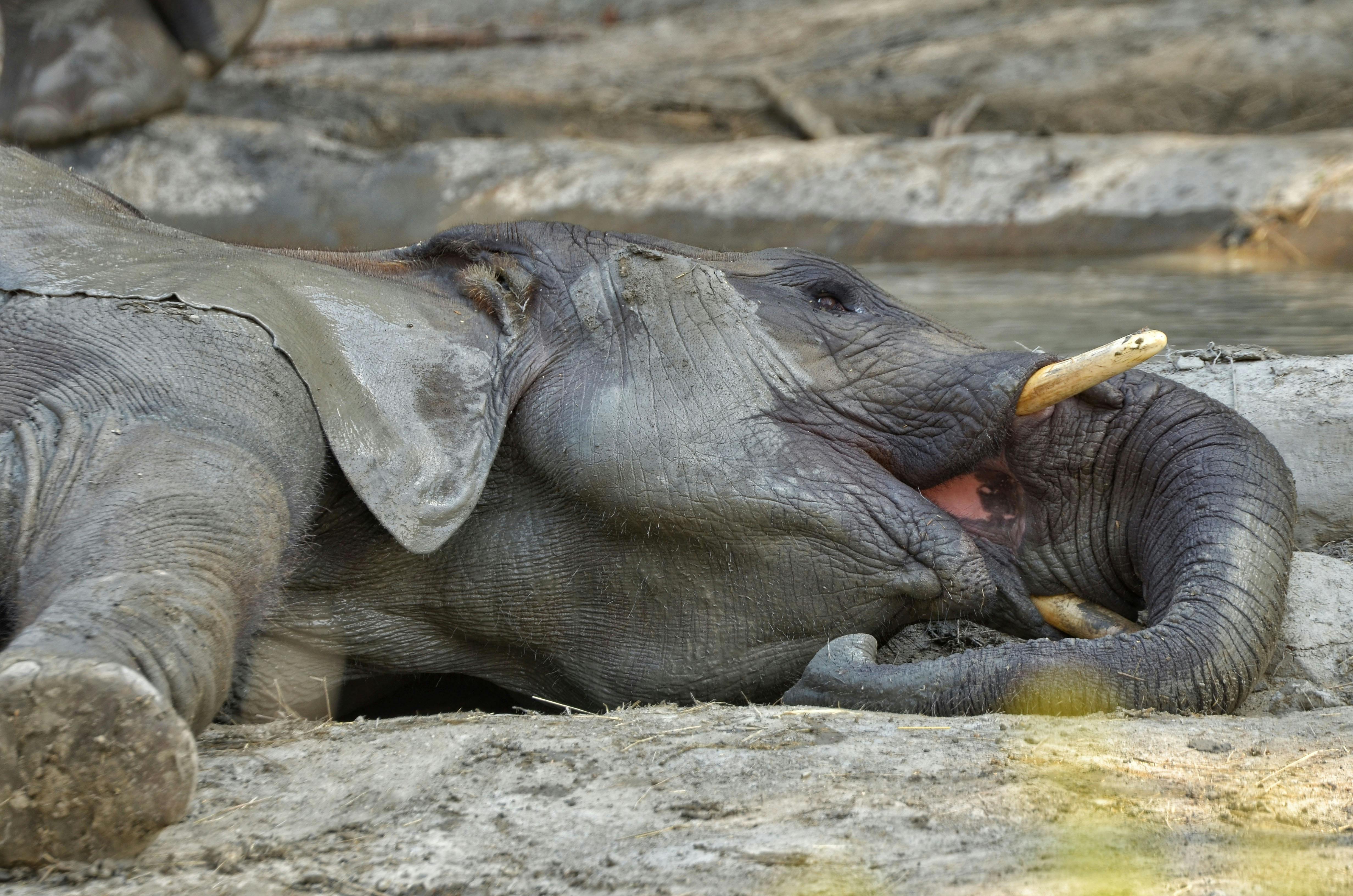 Photo of an Elephant Lying Down · Free Stock Photo