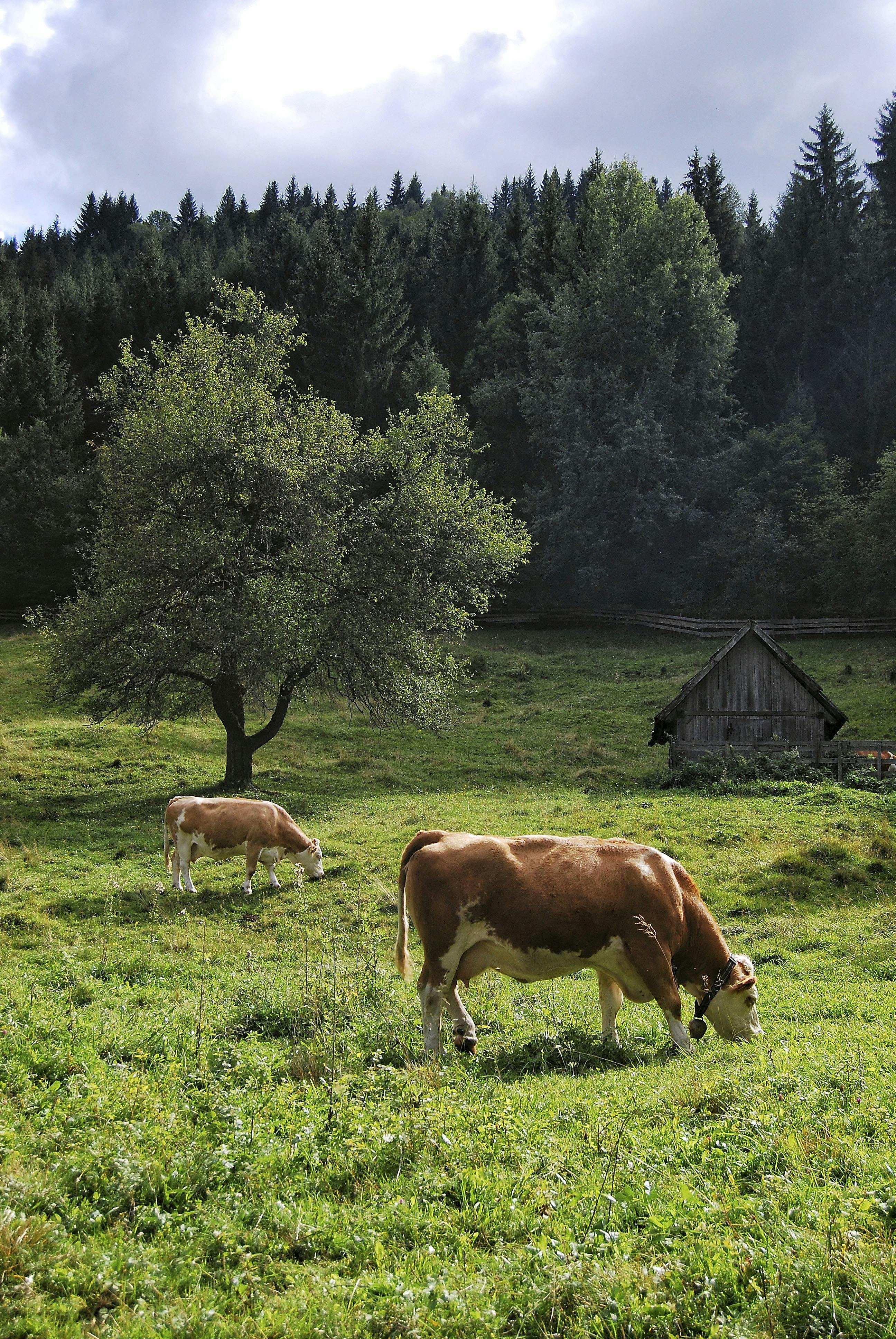 Cows Eating Grass · Free Stock Photo