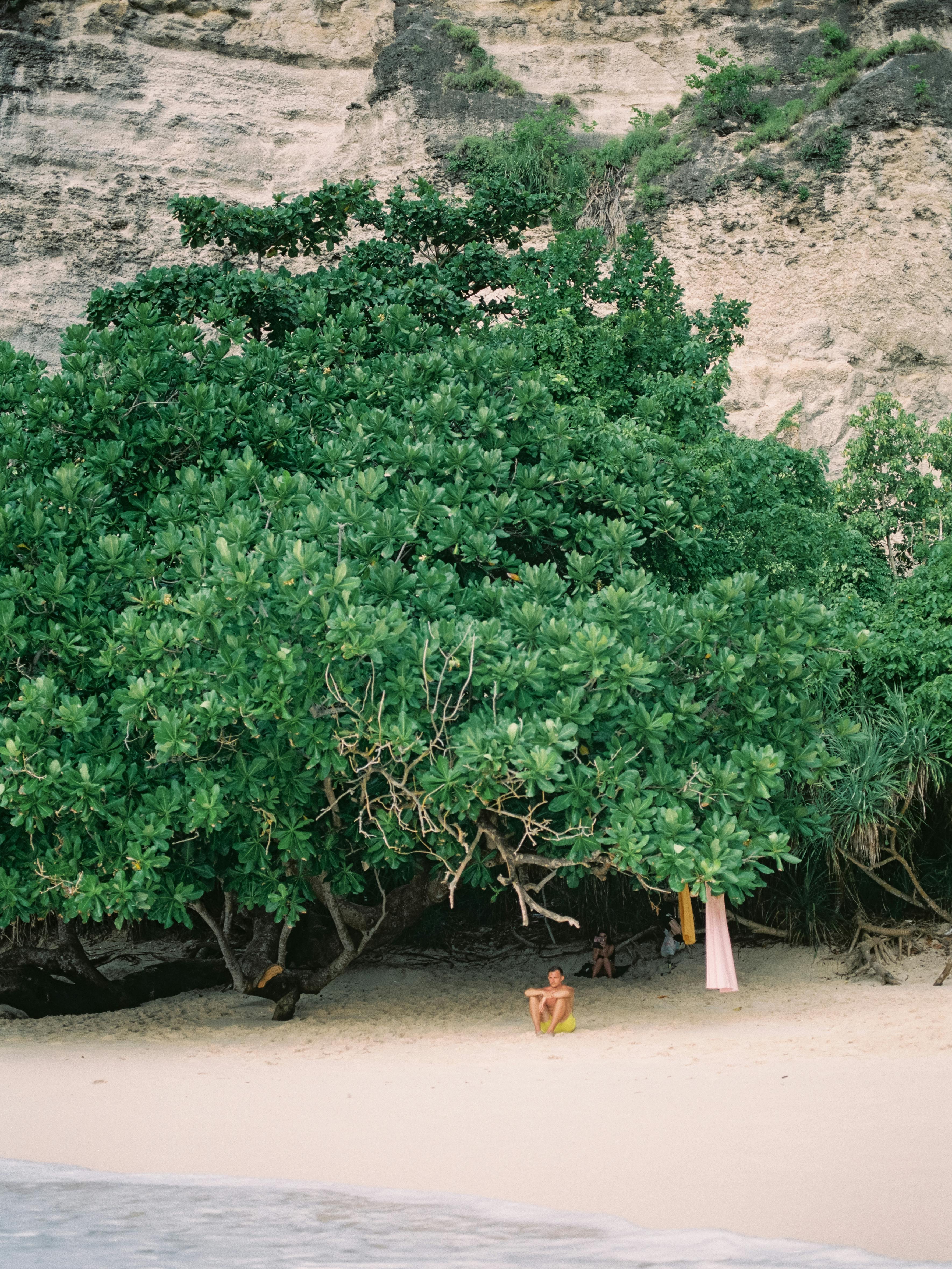 Person Sitting under Trees on Beach · Free Stock Photo