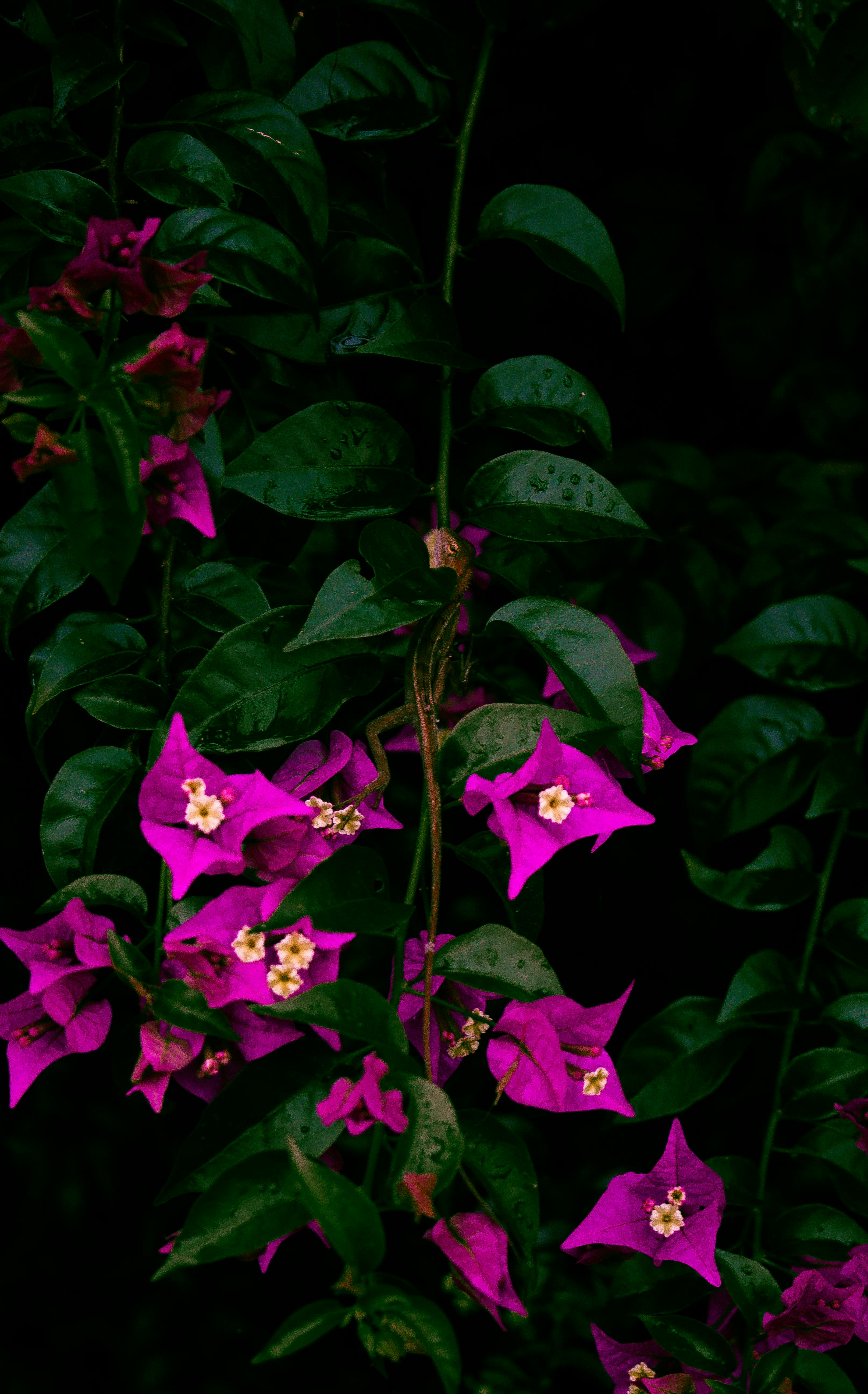 Ethan Nguyen - 摄影