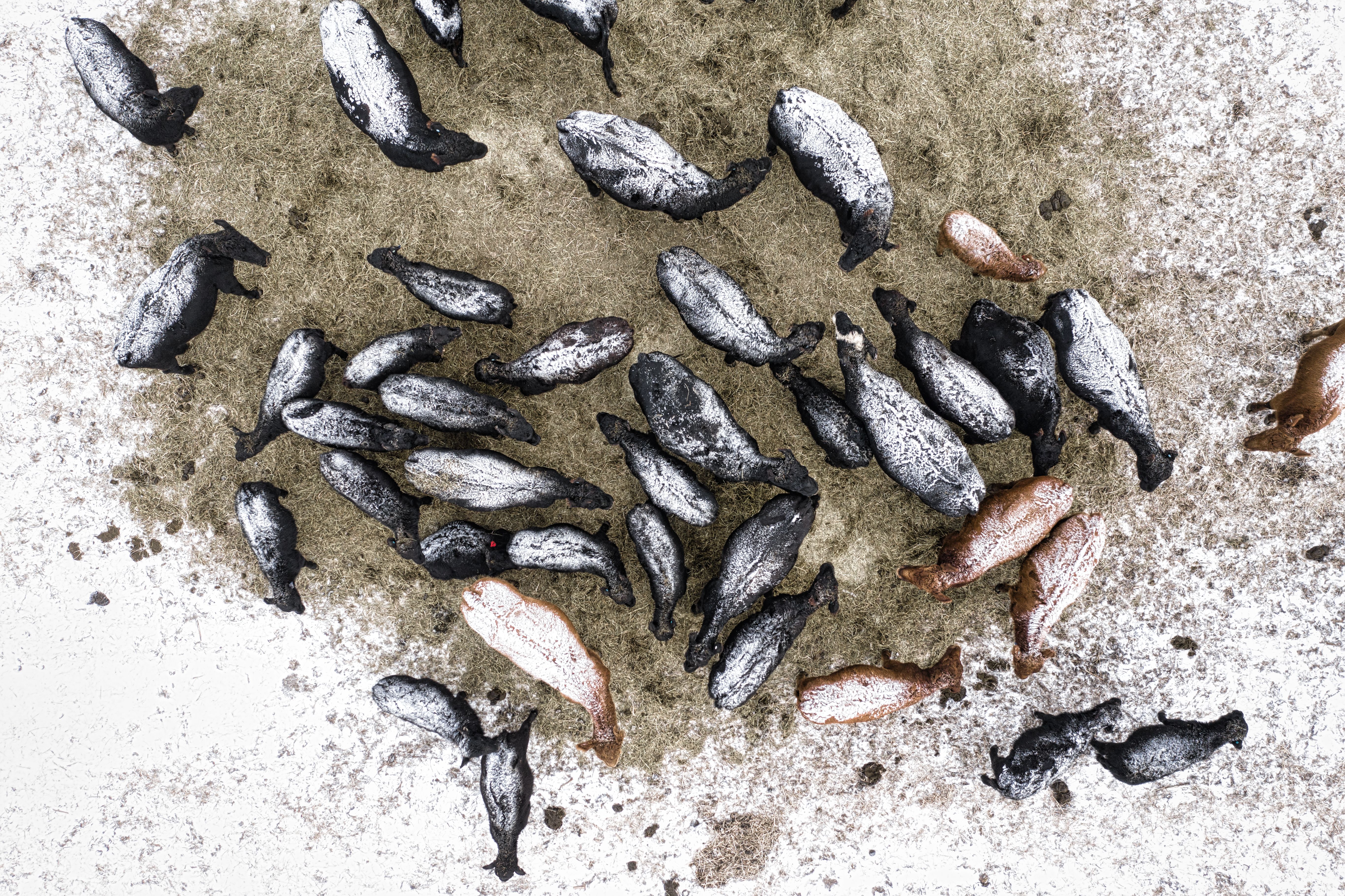 Fish Herd Photos, Download The BEST Free Fish Herd Stock Photos & HD Images