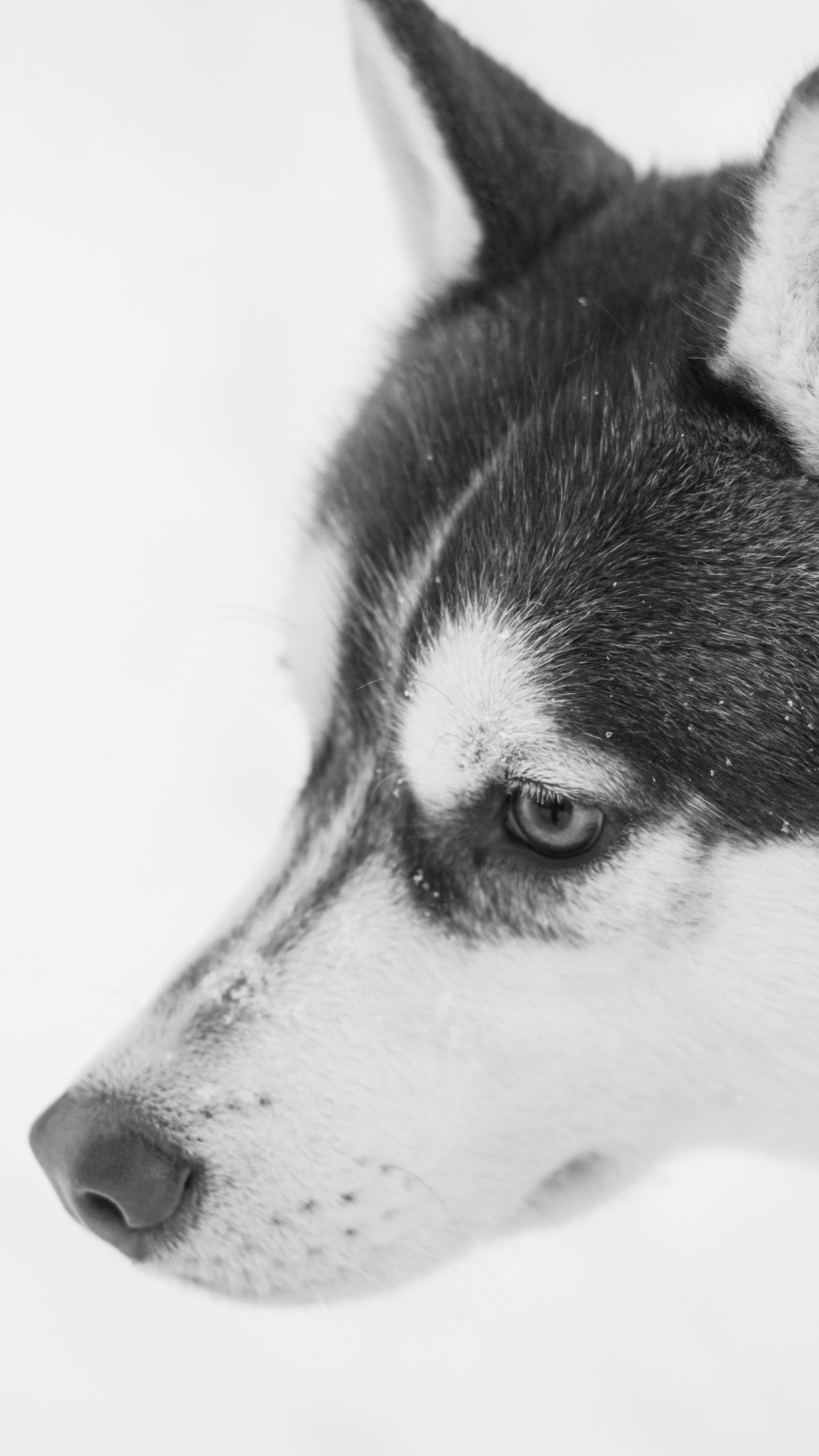 Husky Side Profile Photos, Download The BEST Free Husky Side Profile ...