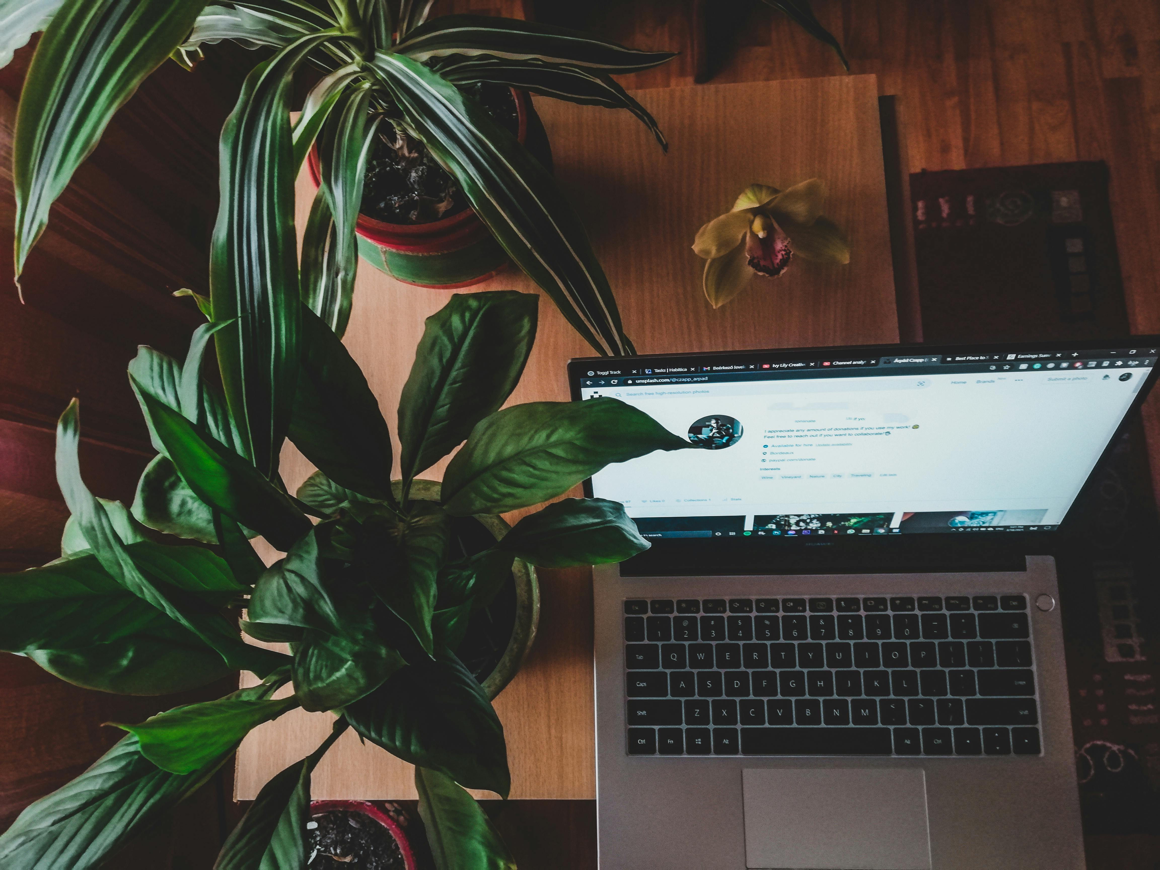 Green Plants Beside a Laptop · Free Stock Photo