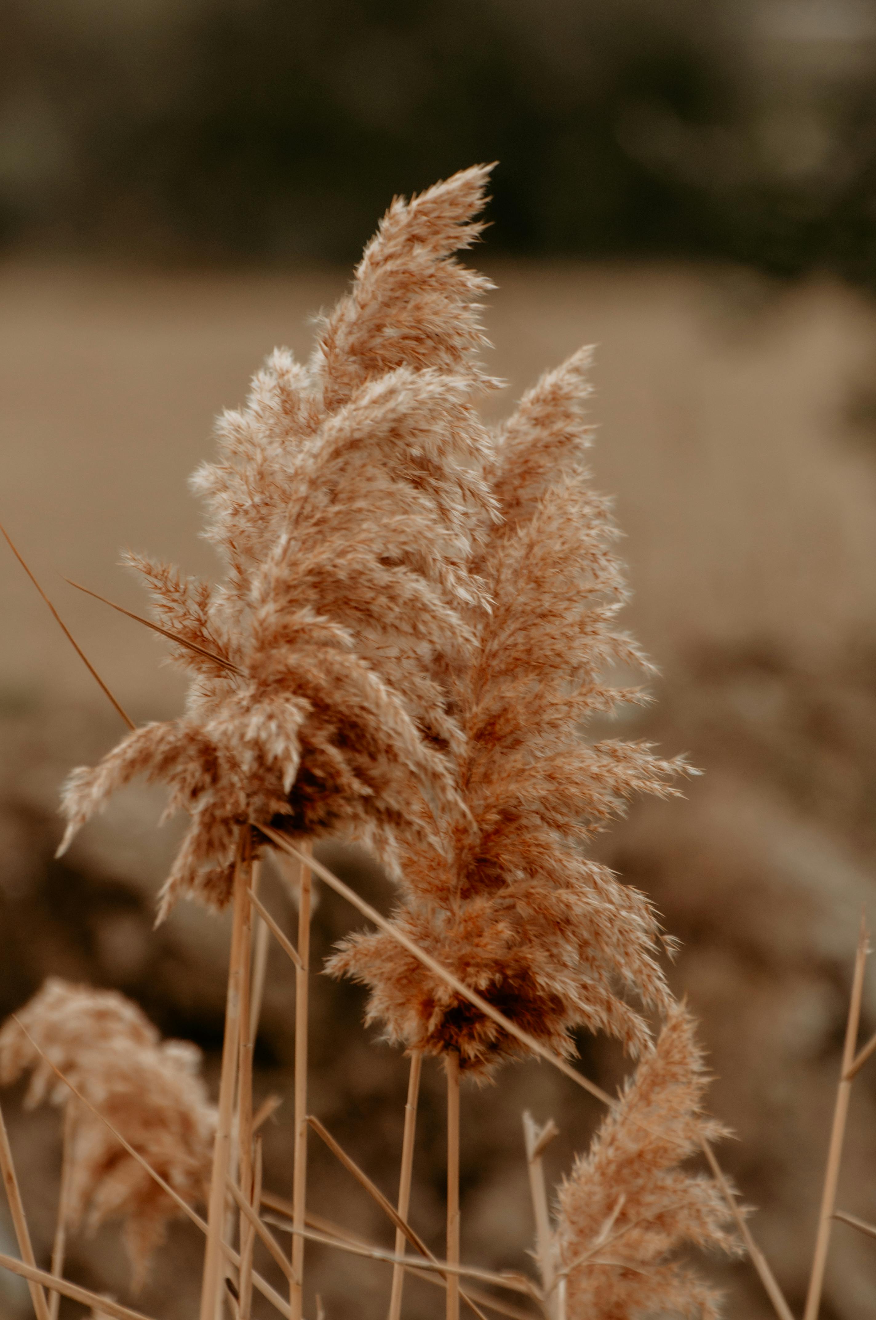 Close-Up Shot of Scrunchies · Free Stock Photo