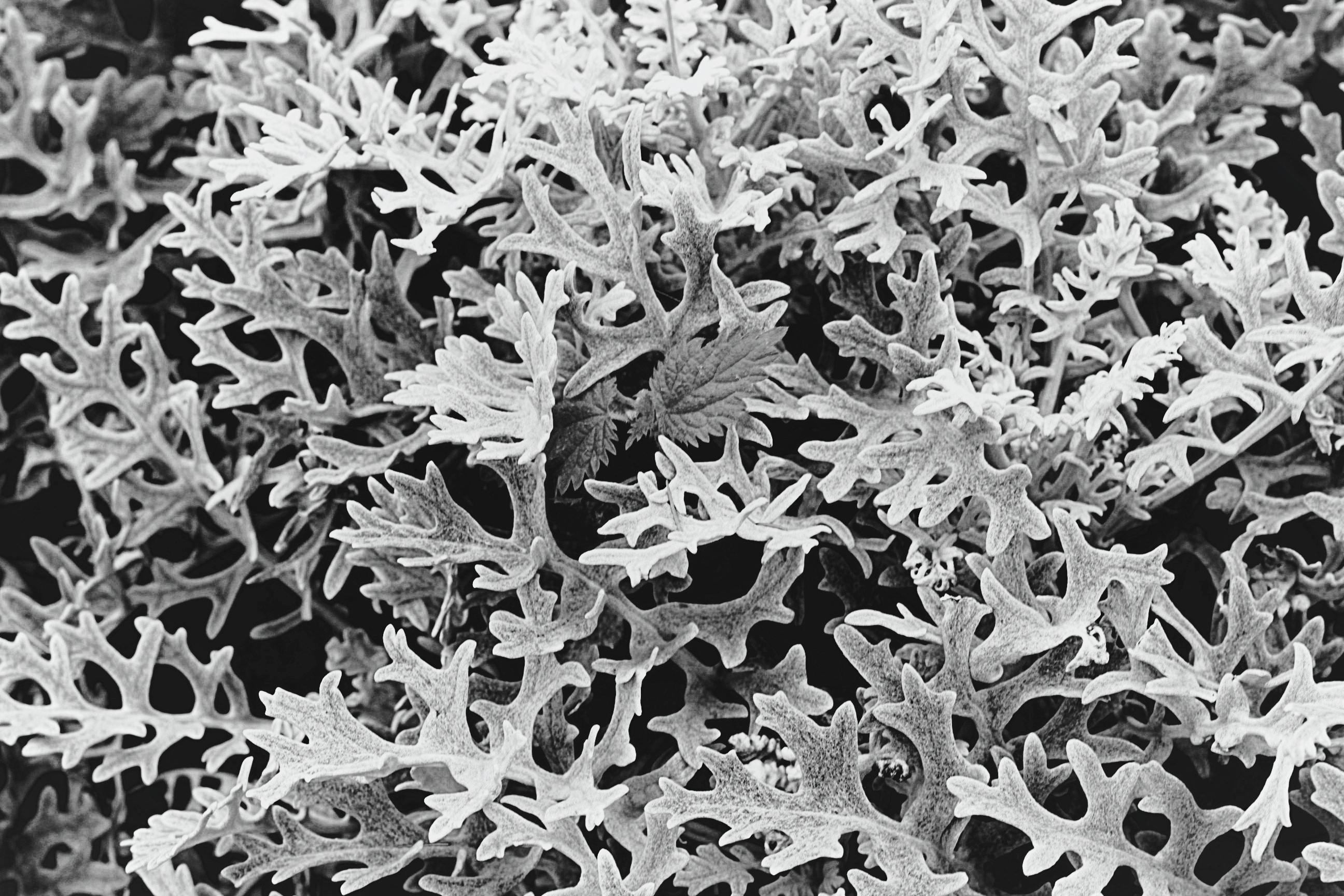 Mango Grayscale Photos, Download The BEST Free Mango Grayscale Stock ...