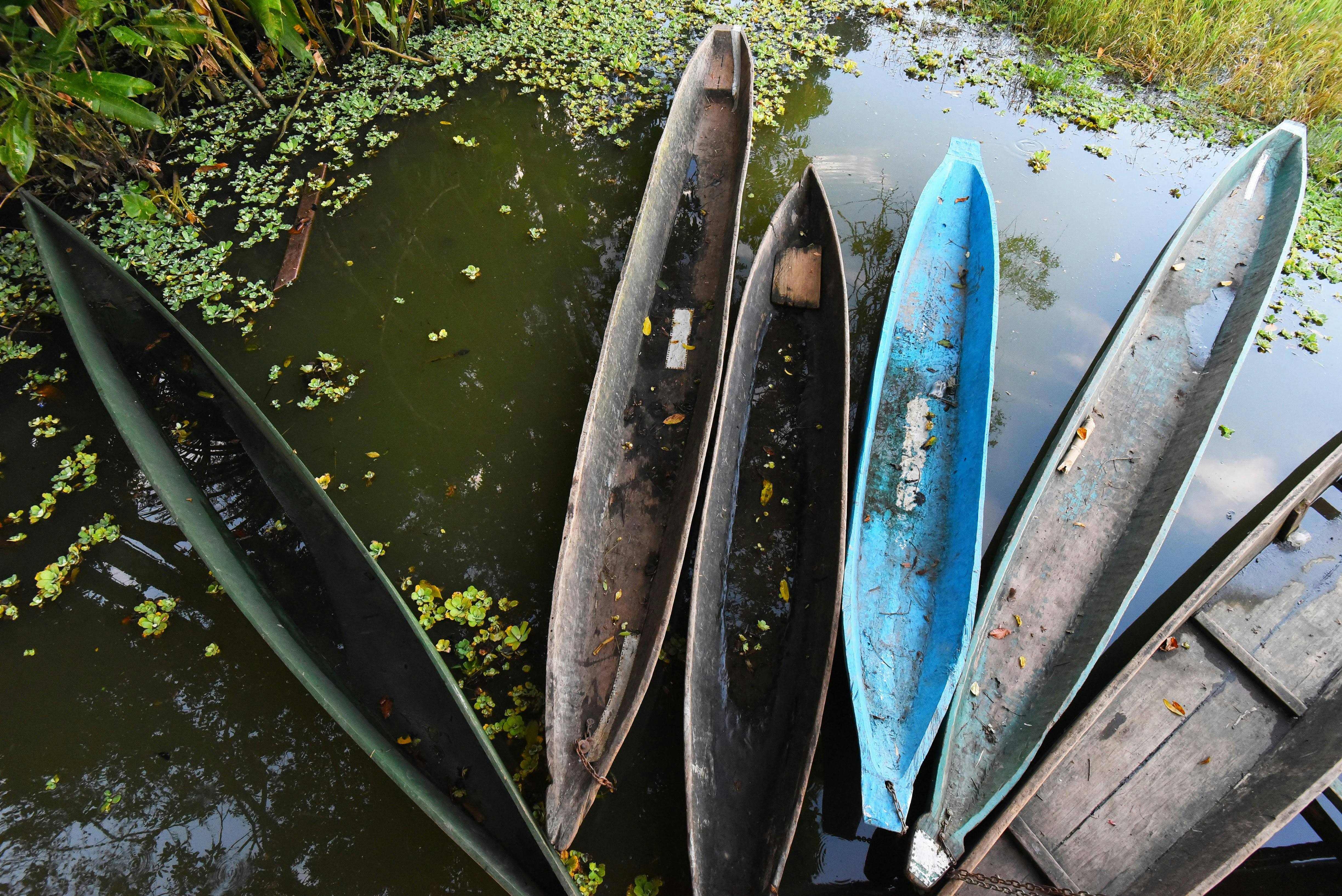 Foto de stock gratuita sobre aguas tranquilas, al aire libre, amazonas ...