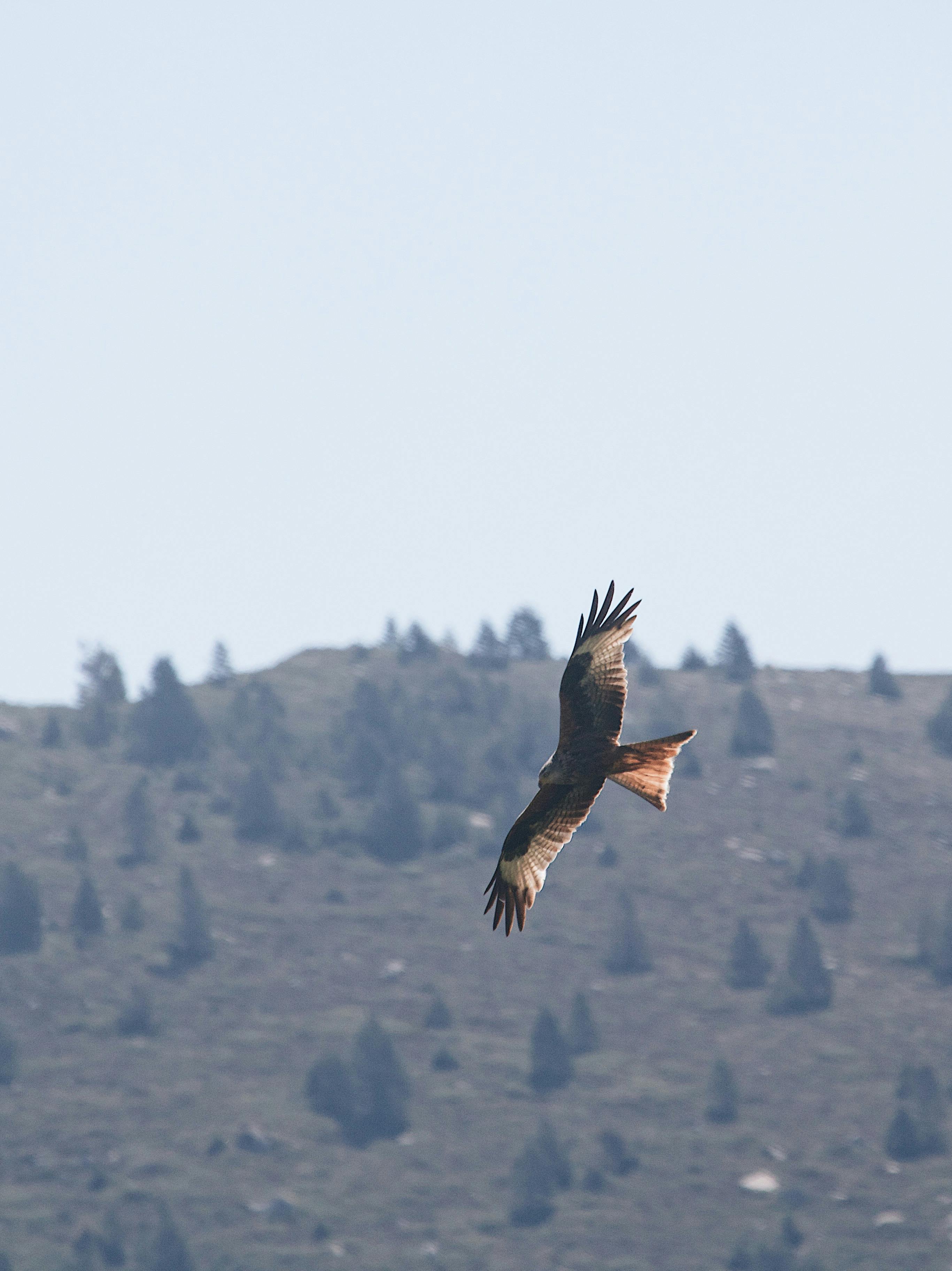 Brown Bird Flying over Mountain Area · Free Stock Photo