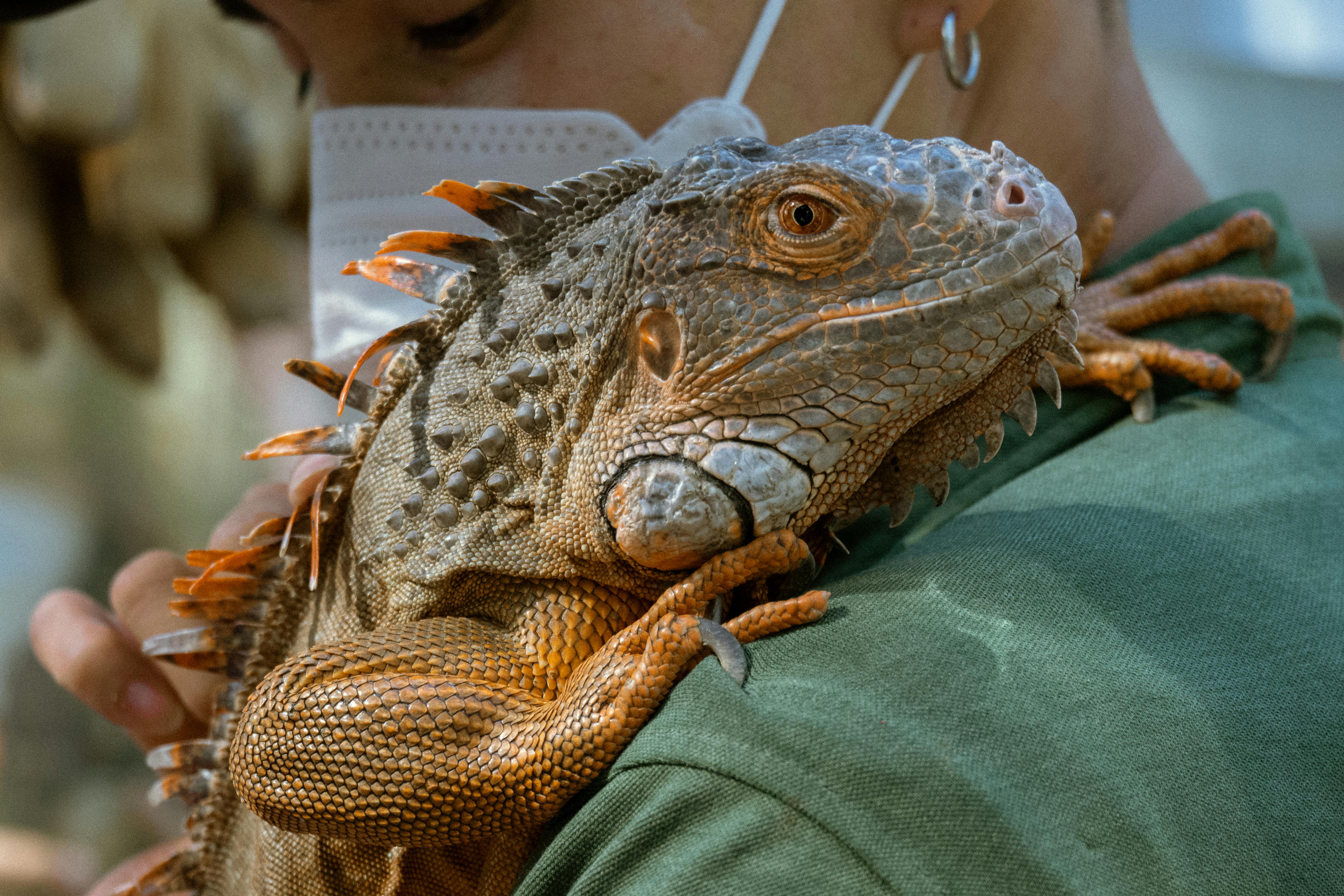 Lizard Being Held Photos, Download Free Lizard Being Held Stock Photos ...