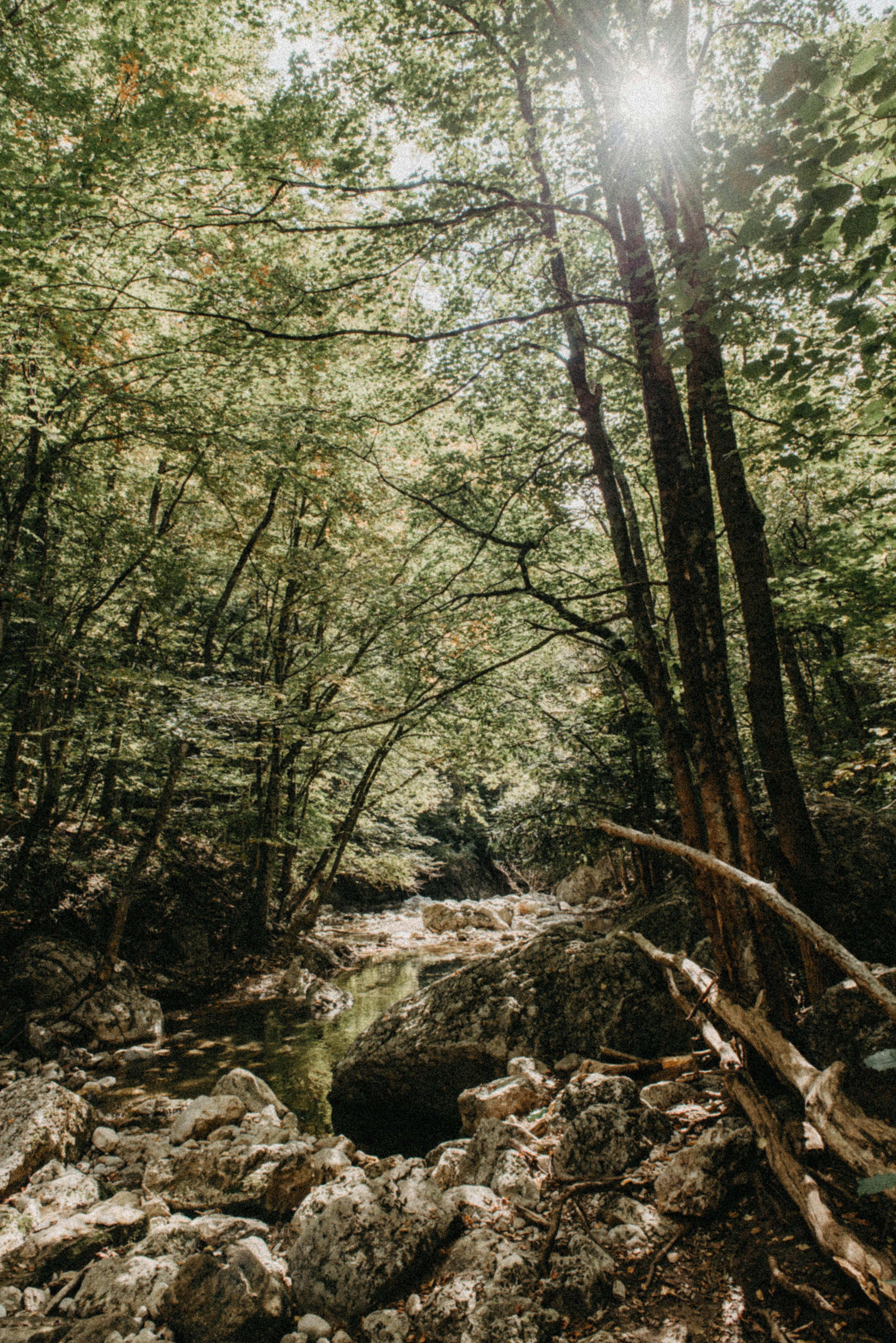 Sunset Sunlight behind Forest Trees · Free Stock Photo