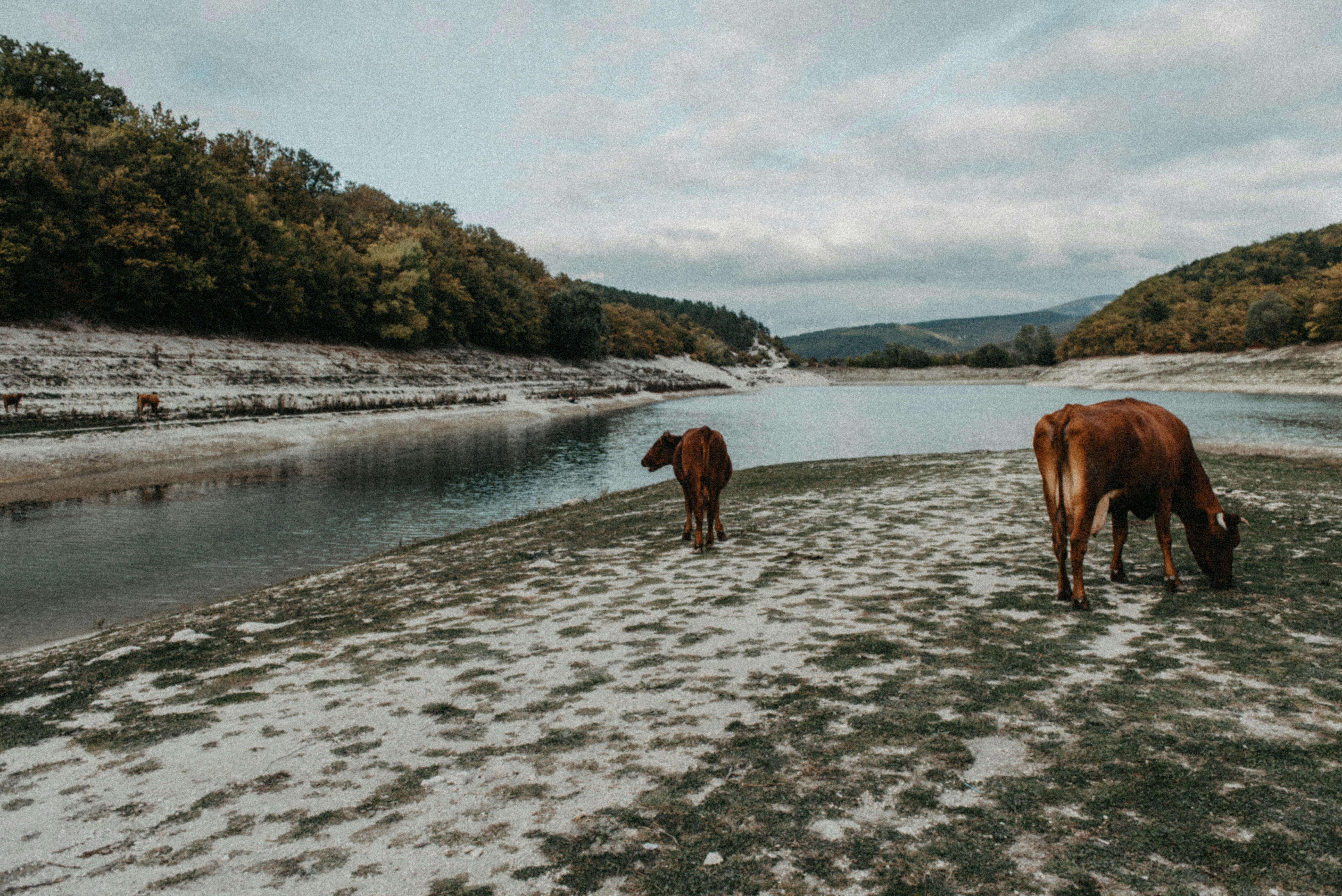Cows by River · Free Stock Photo