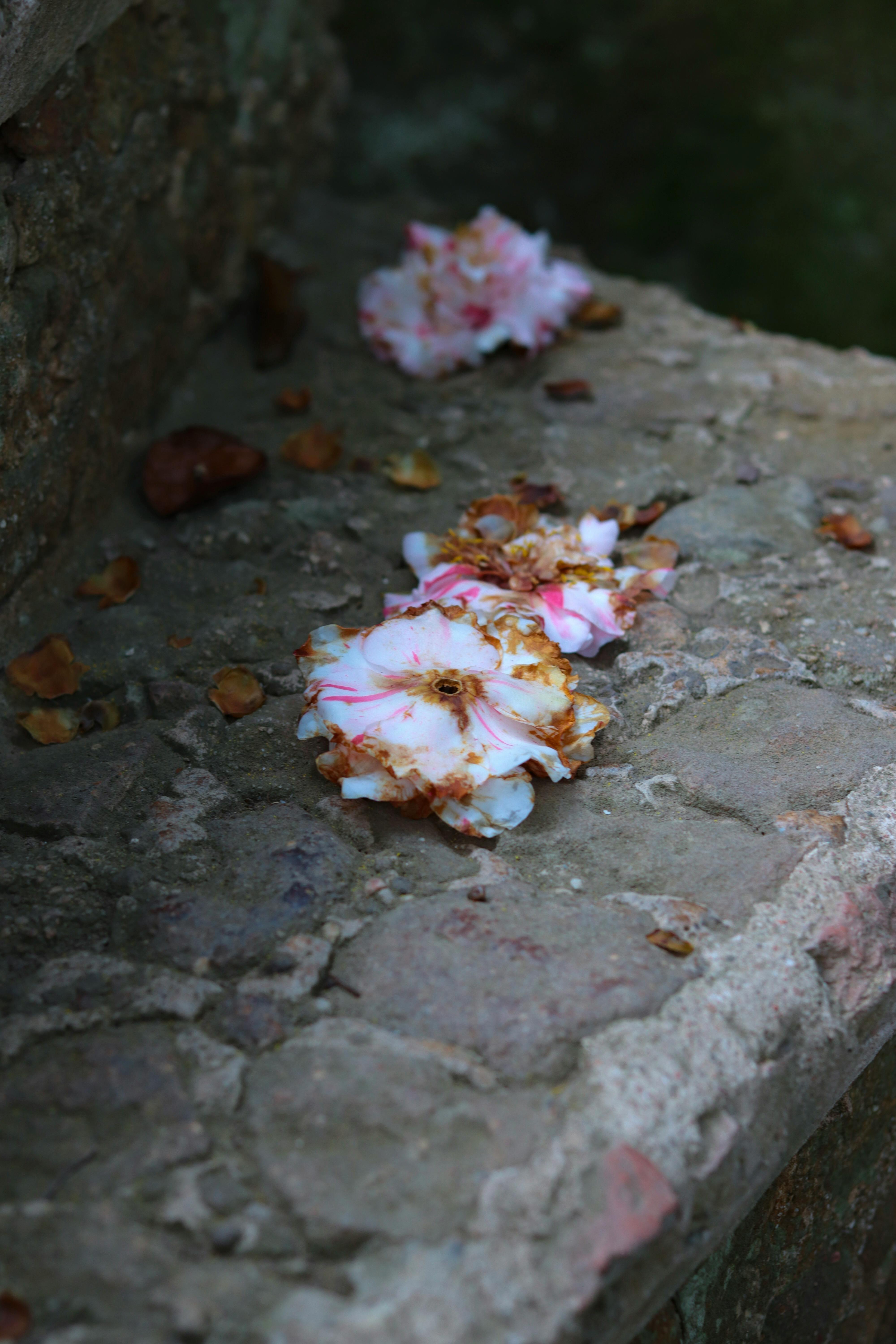 Close-up Photo of Weathered Flowers · Free Stock Photo