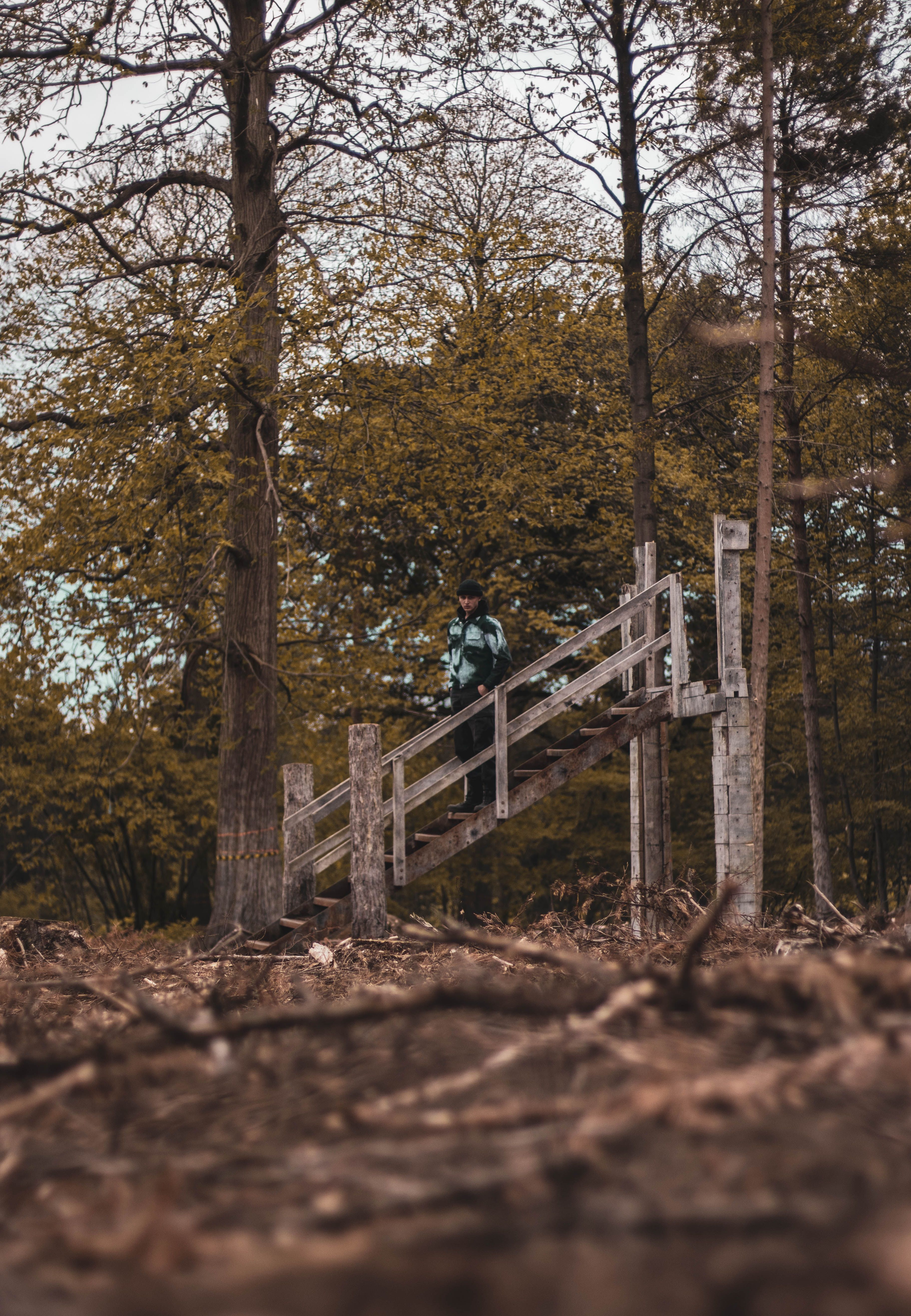 Inside of a Forest in Autumn · Free Stock Photo