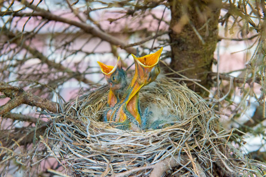 How to Nurse a Baby Bird Back to Health Naturally at Home
