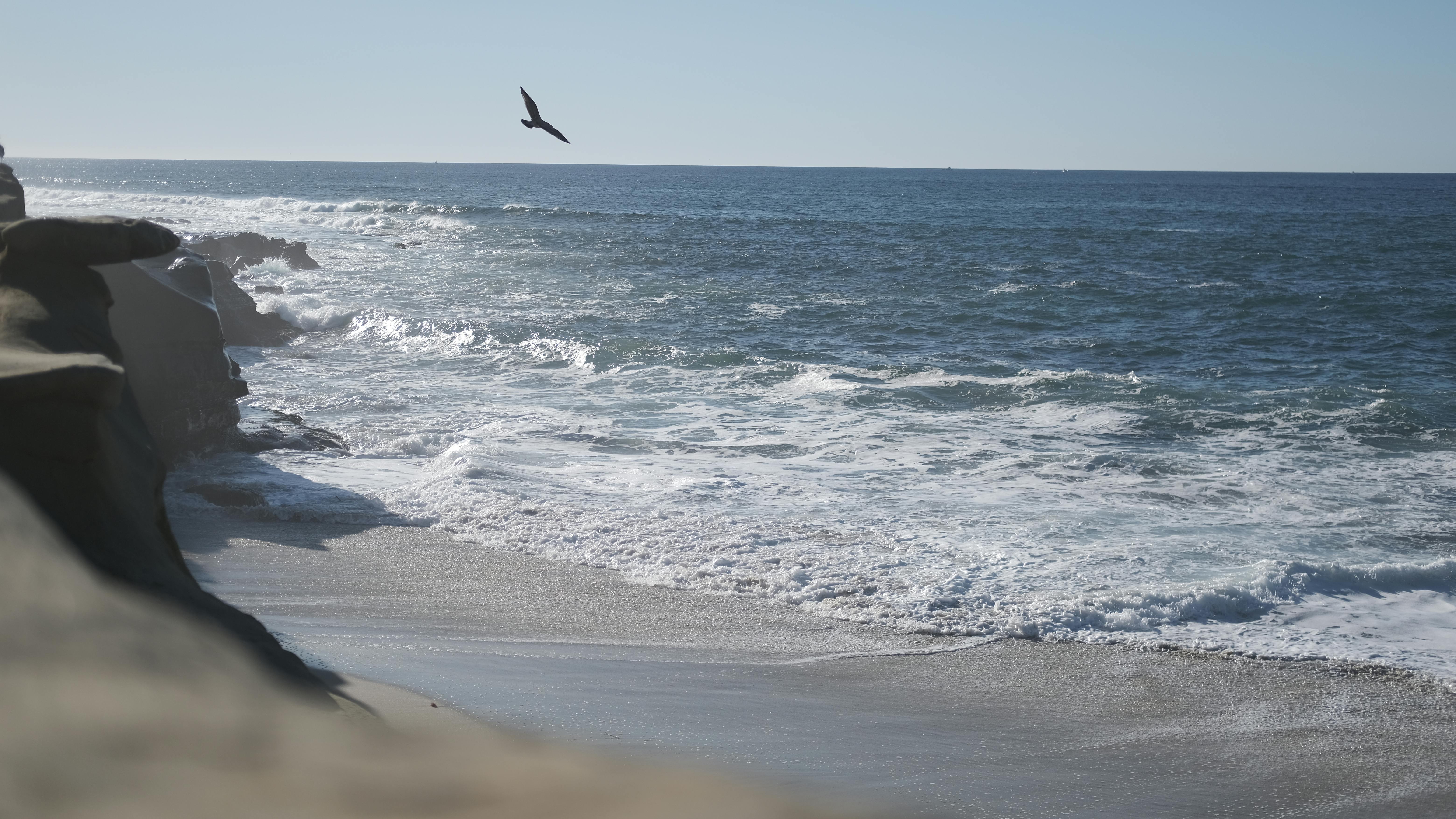 Bird Soaring over Water Waves · Free Stock Photo