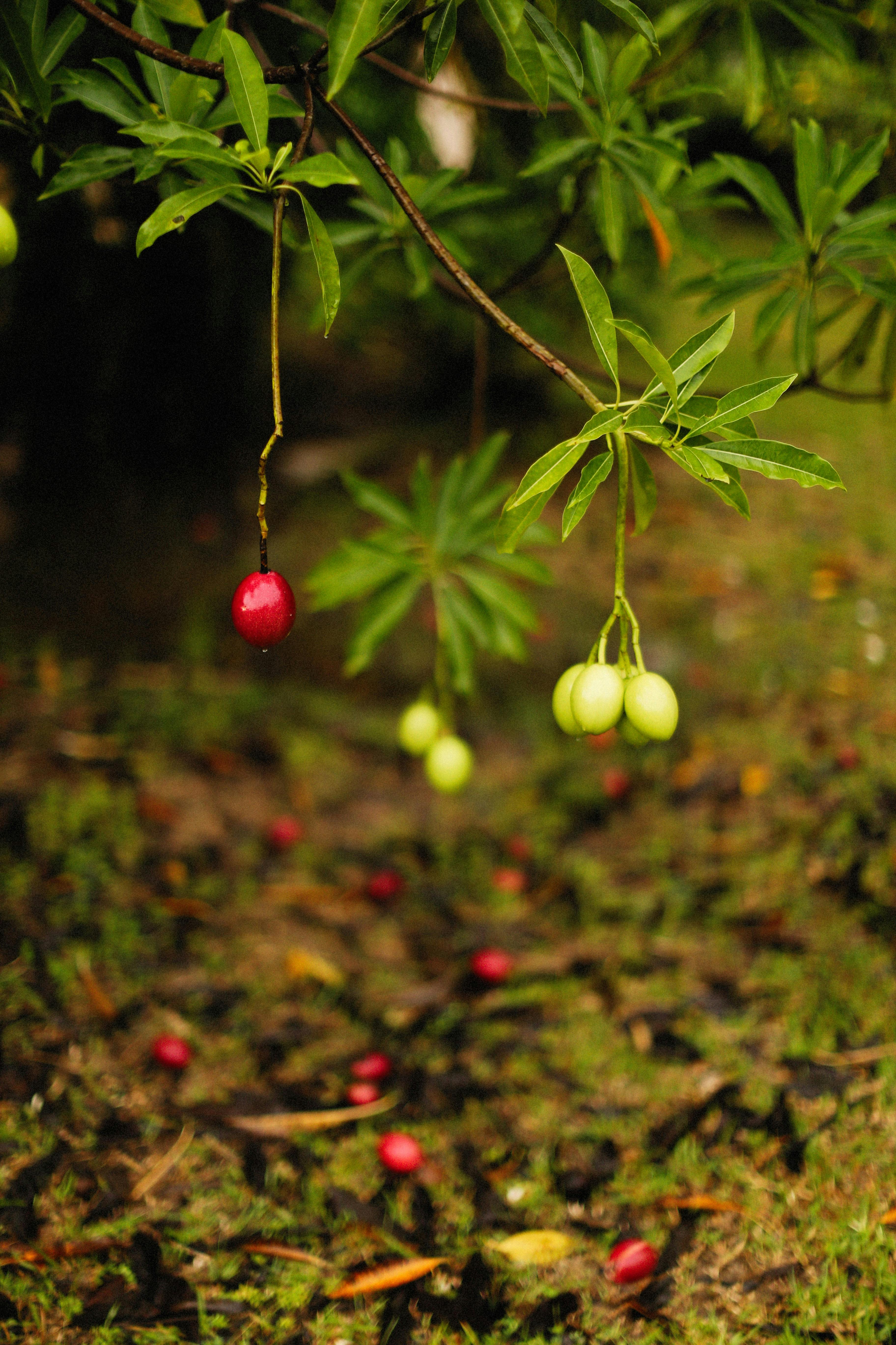 Green and Red Round Fruits Hanging on Tree Branches · Free Stock Photo