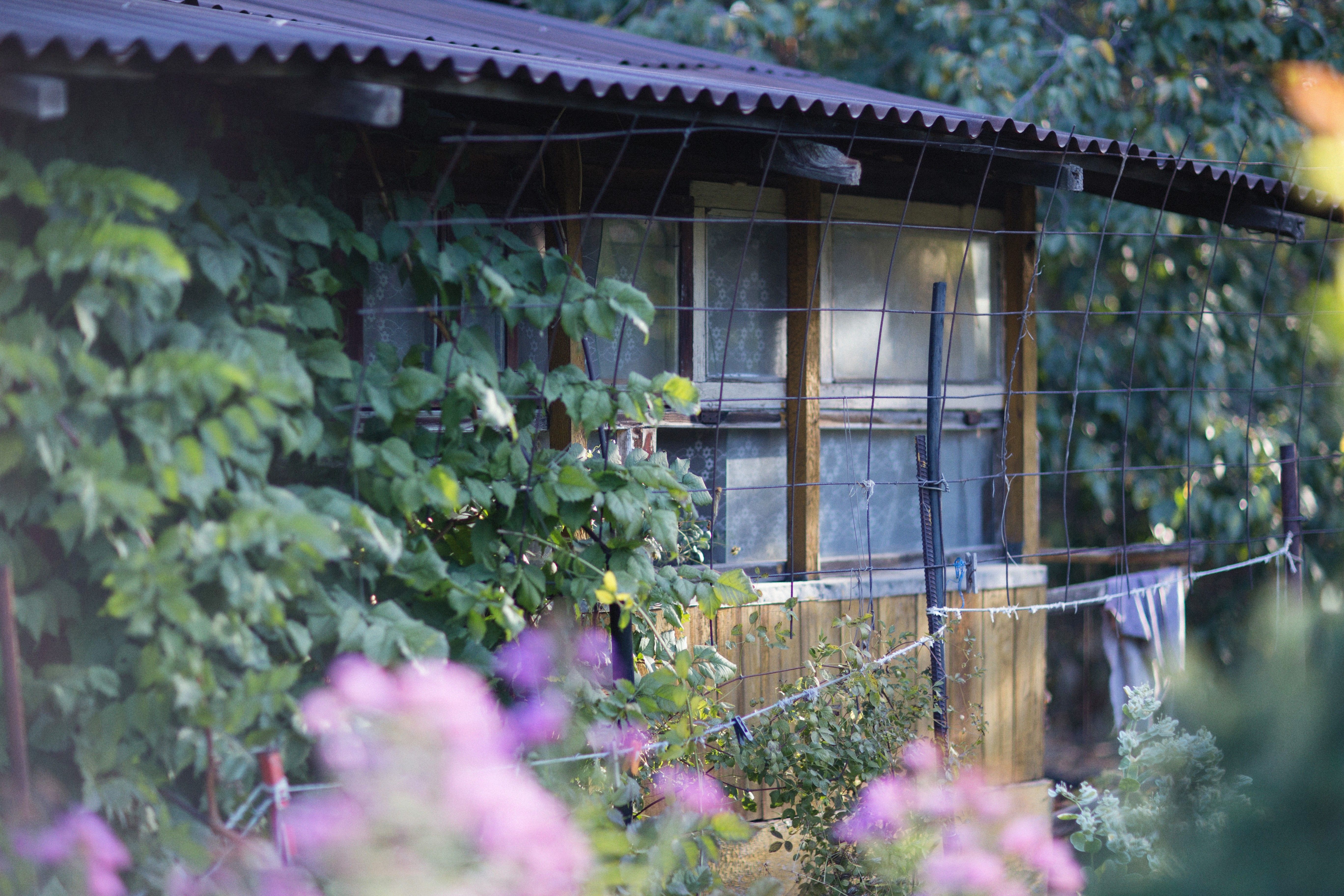 Climbing Plants Growing Outside the Wooden House · Free Stock Photo