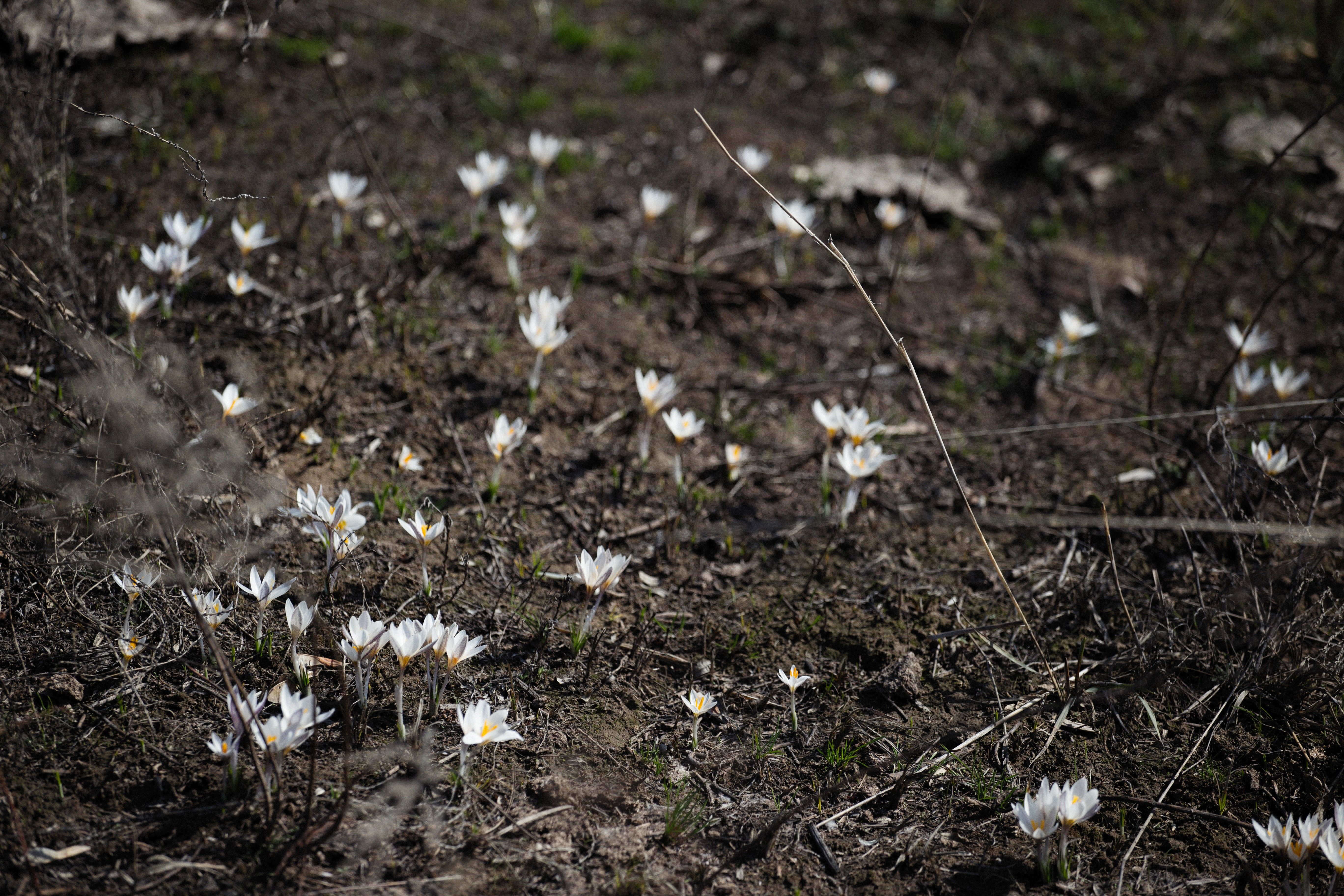 Spring Ephemerals Photos, Download The BEST Free Spring Ephemerals ...