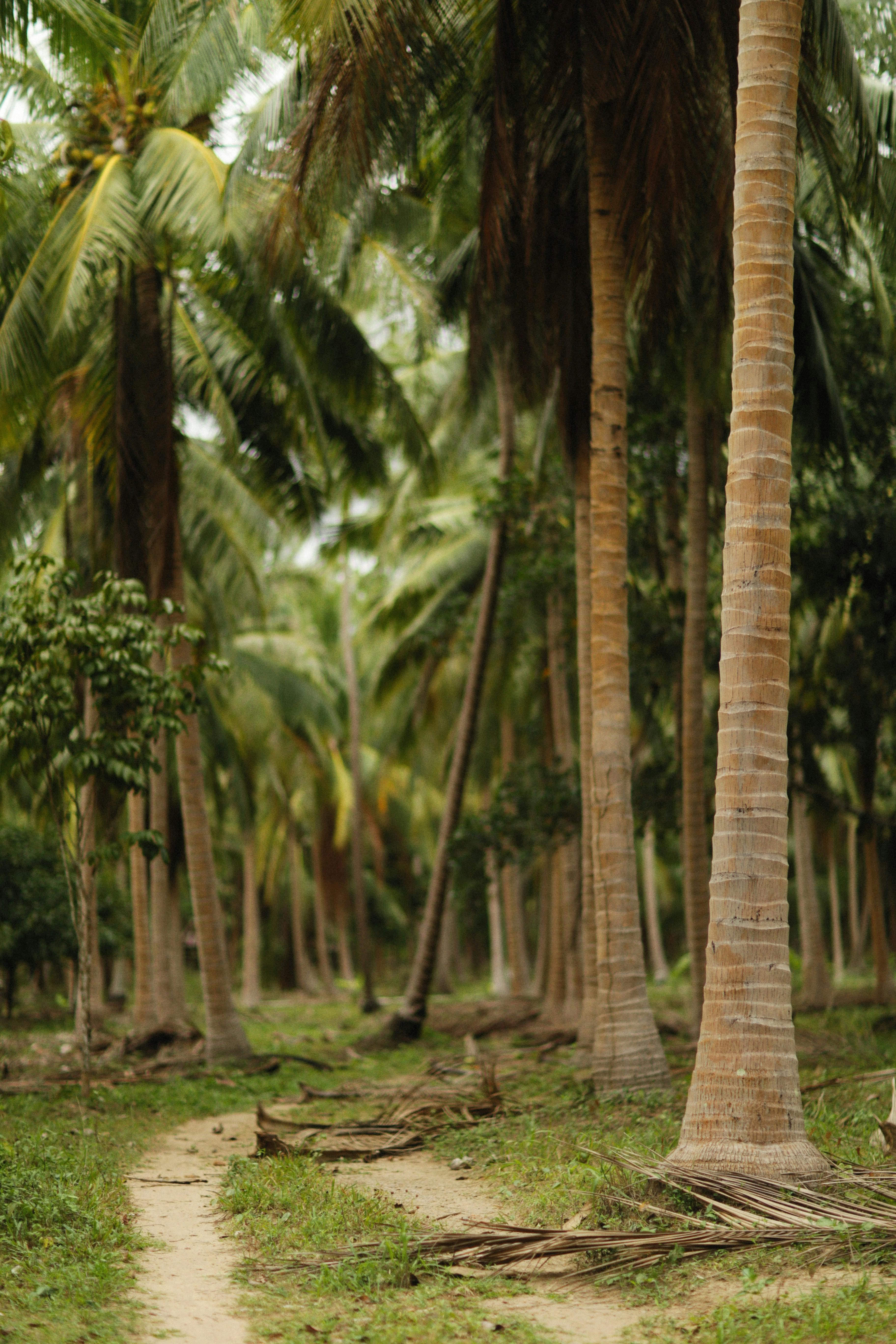 Forest Road among Palm Trees · Free Stock Photo