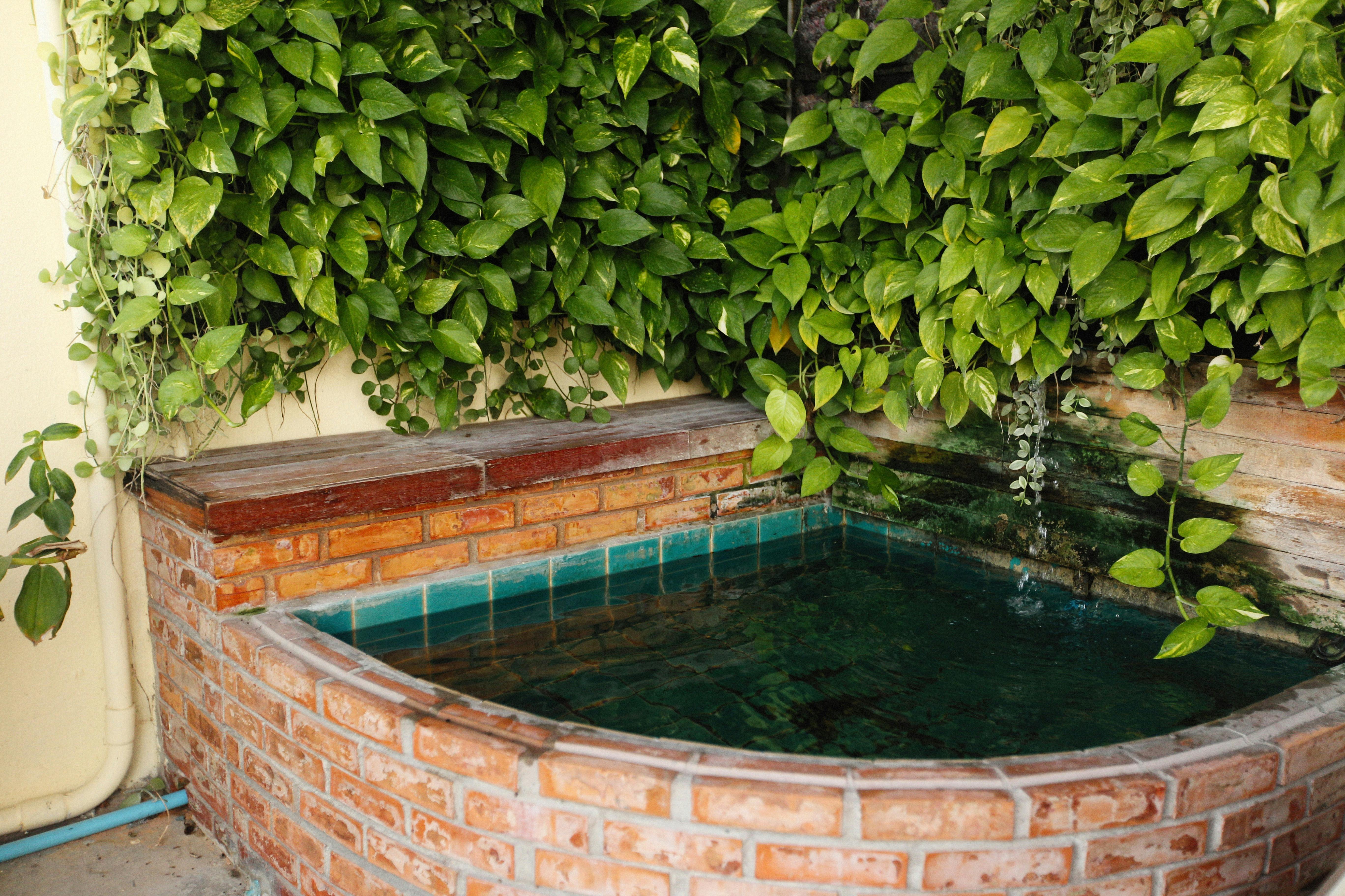 Fish Pond and Green Leaves Above It · Free Stock Photo