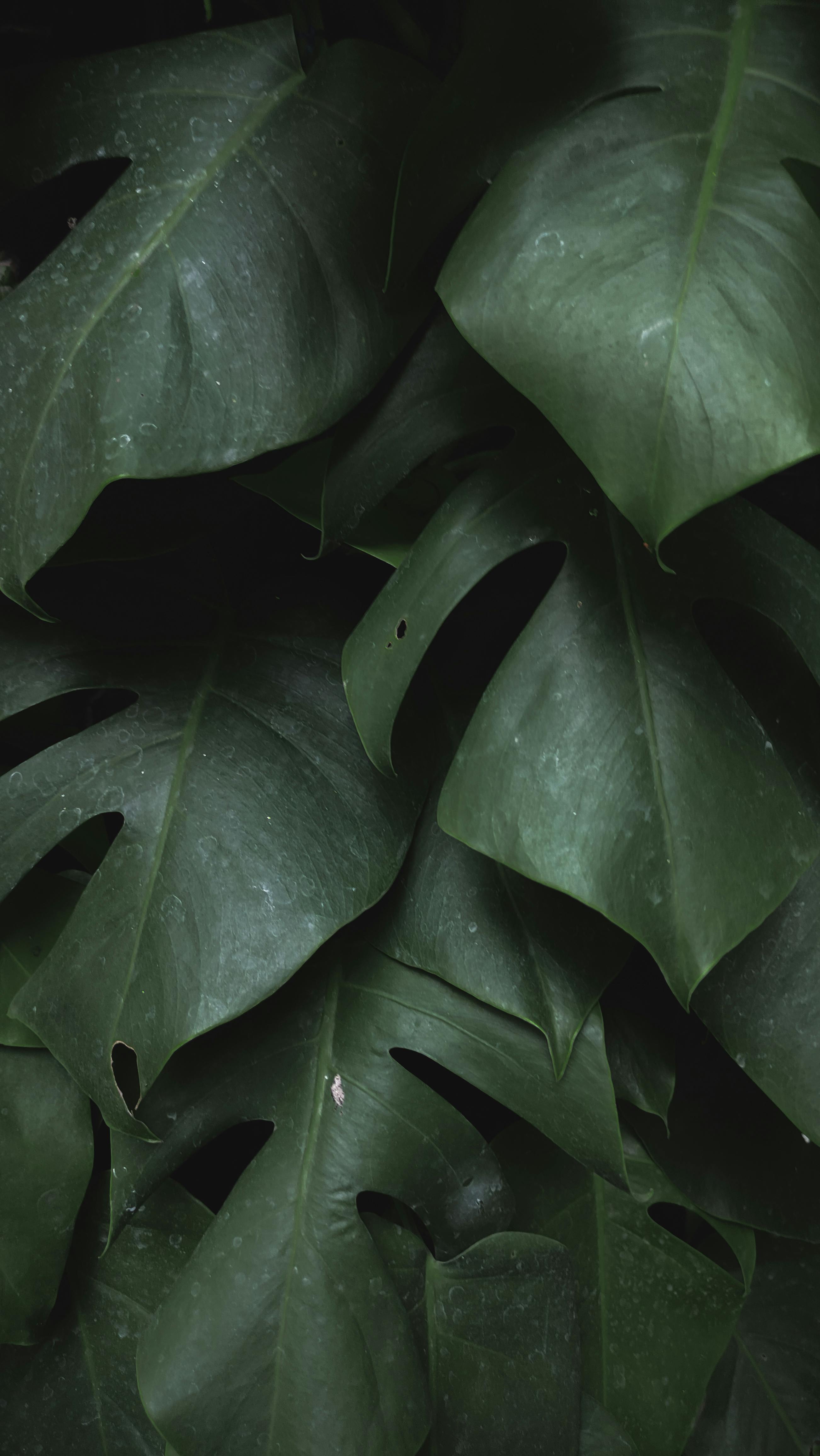 Foto stok gratis tentang daun-daun hijau, editing, flora, green ...