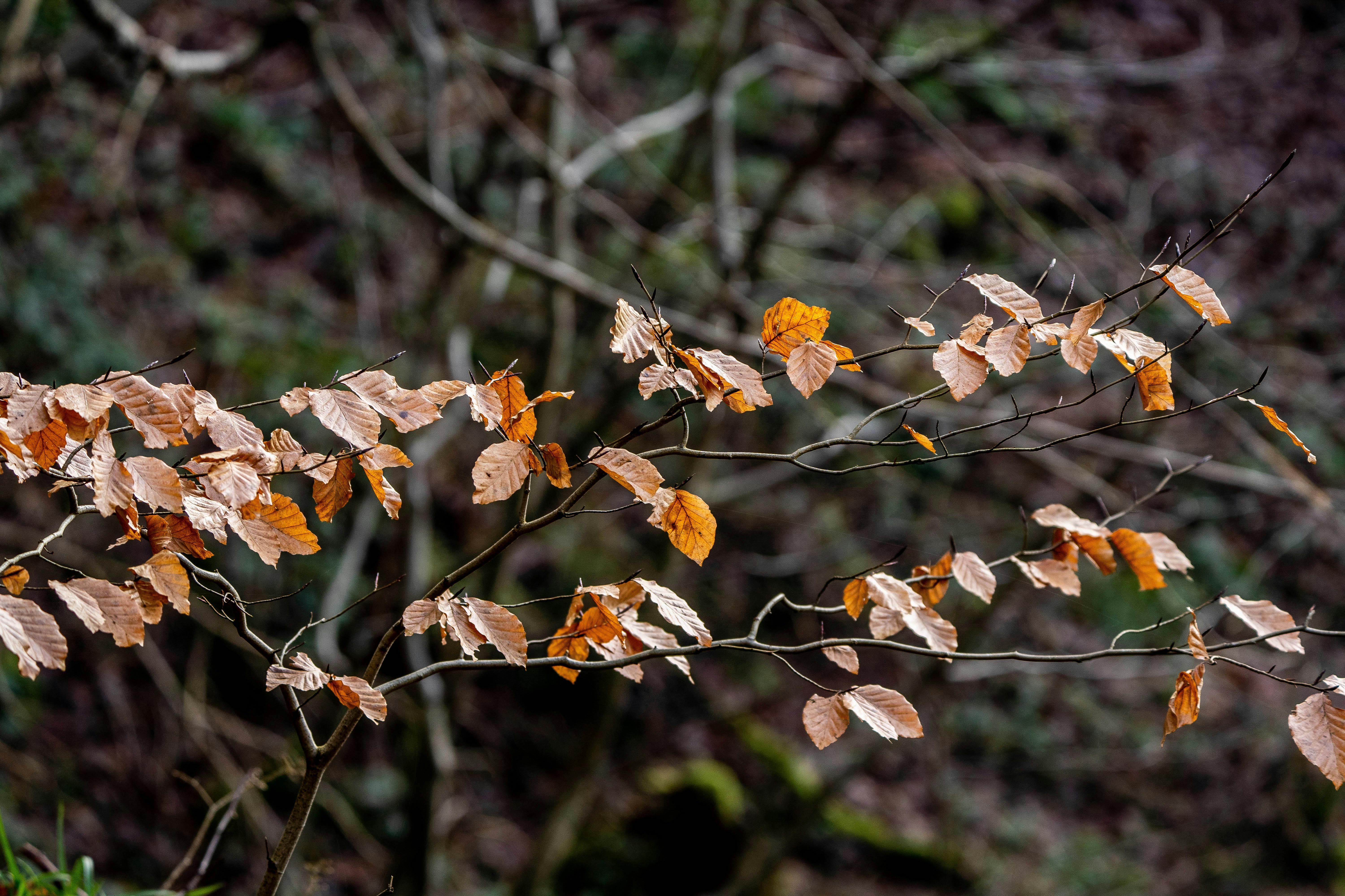 Brown Leaves on Brown Tree Branch · Free Stock Photo