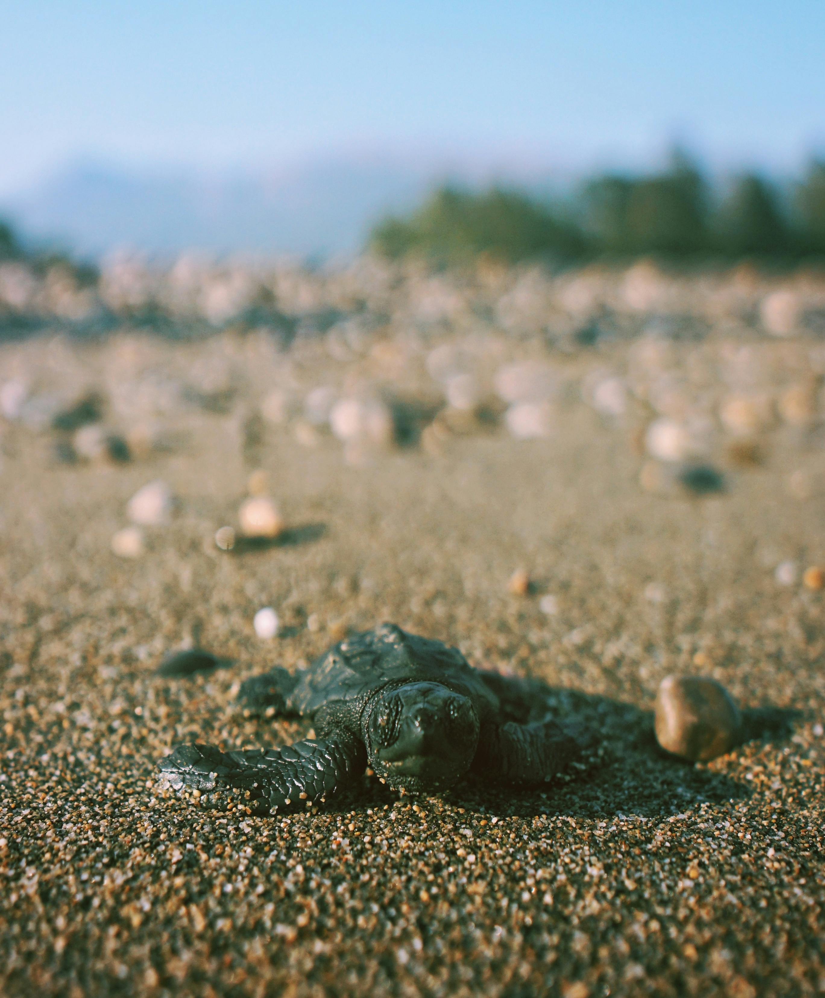 A Close-Up Shot of a Turtle on Sand · Free Stock Photo