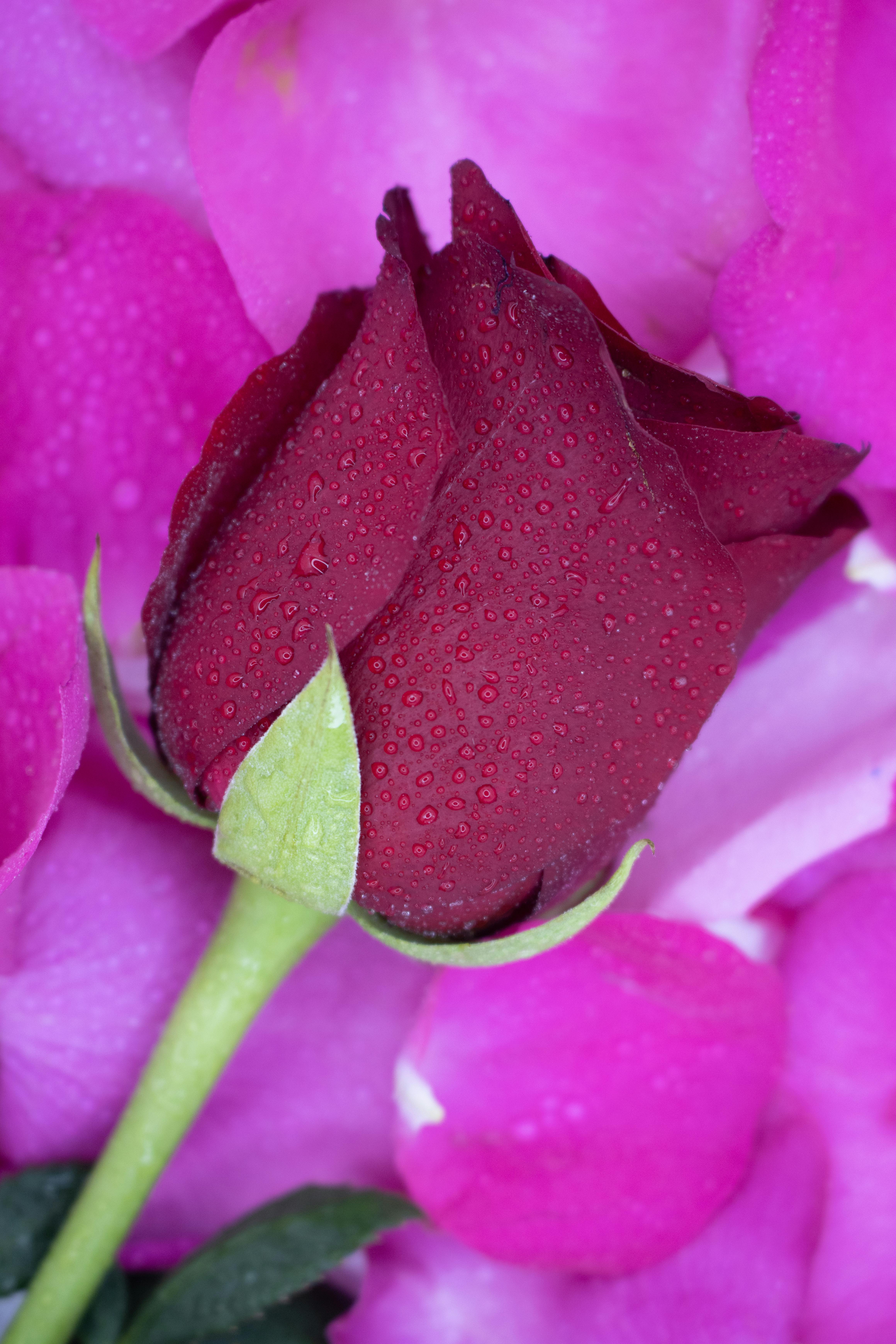 Foto de stock gratuita sobre amor, belleza, botánico, colores vibrantes ...