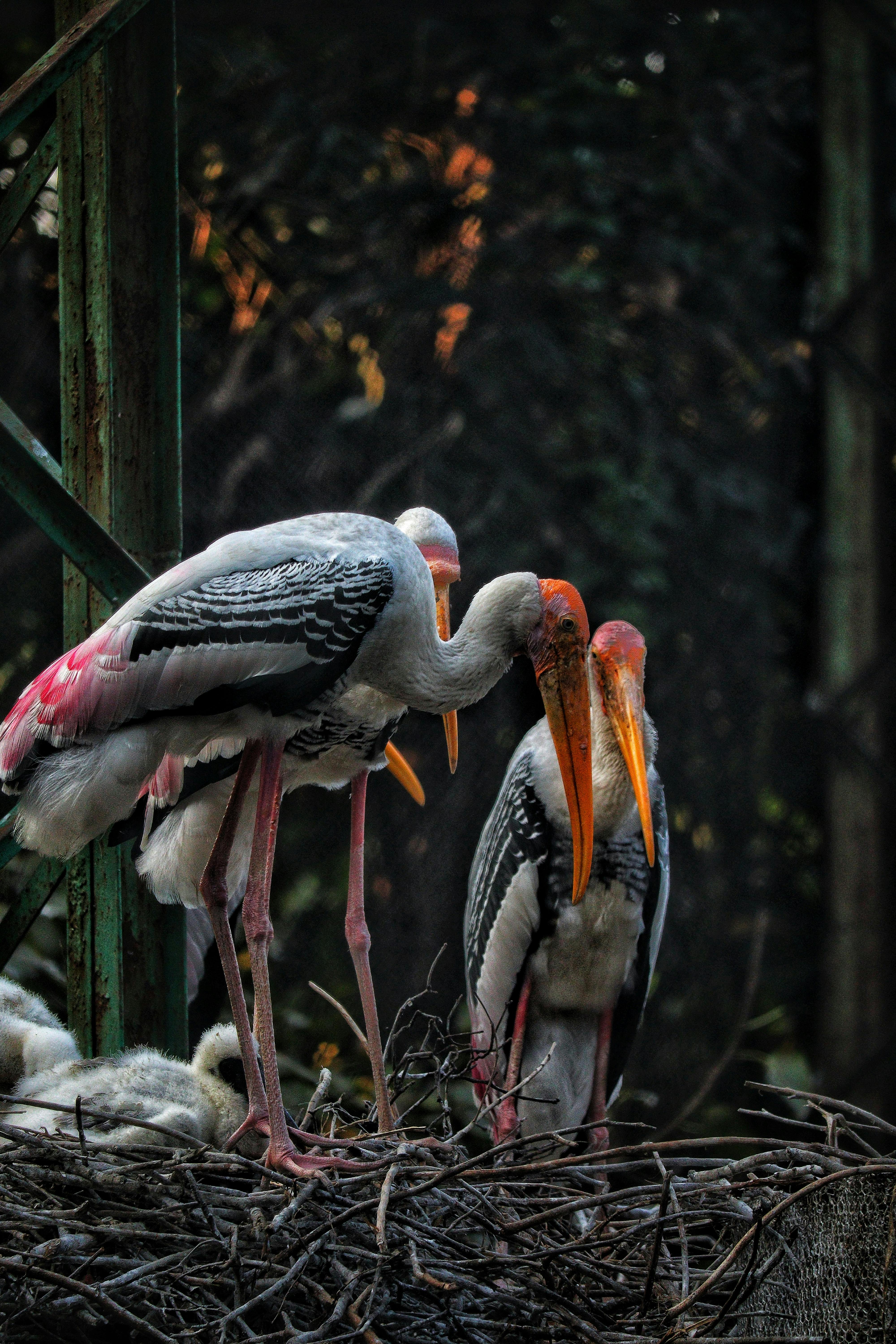 Photo of Storks · Free Stock Photo
