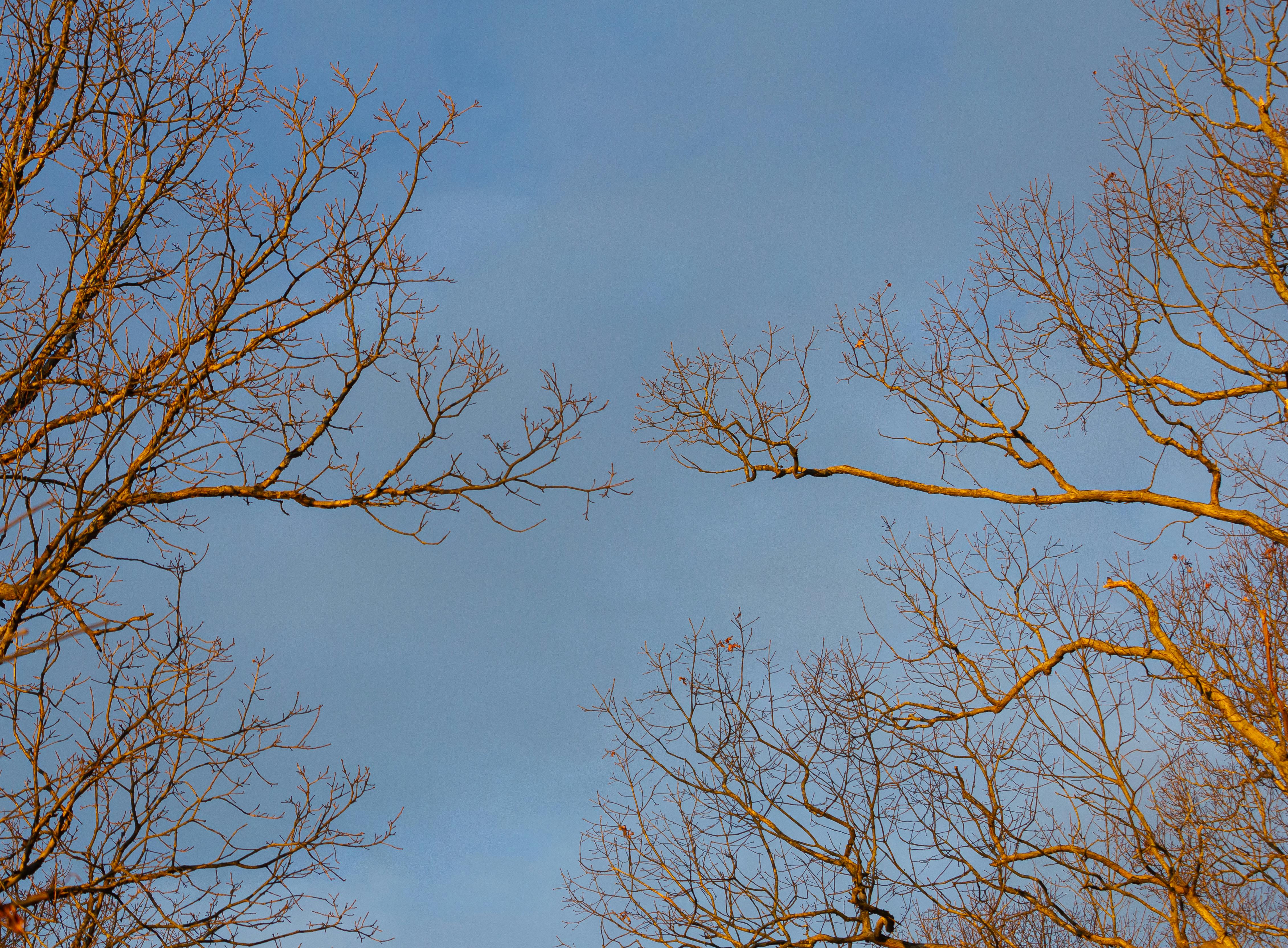 Branches of Leafless Trees · Free Stock Photo