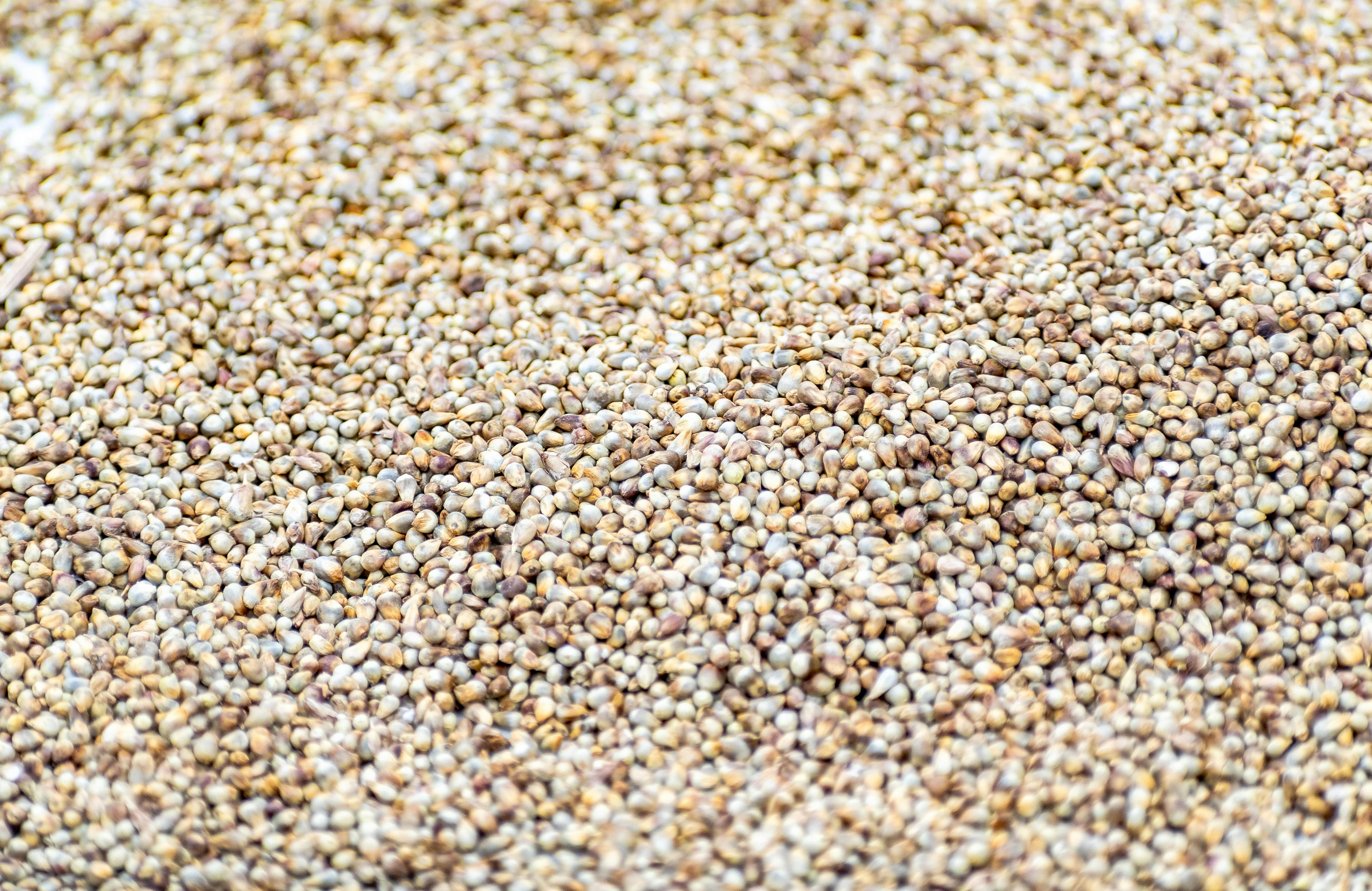 Close-Up Shot of Seeds · Free Stock Photo