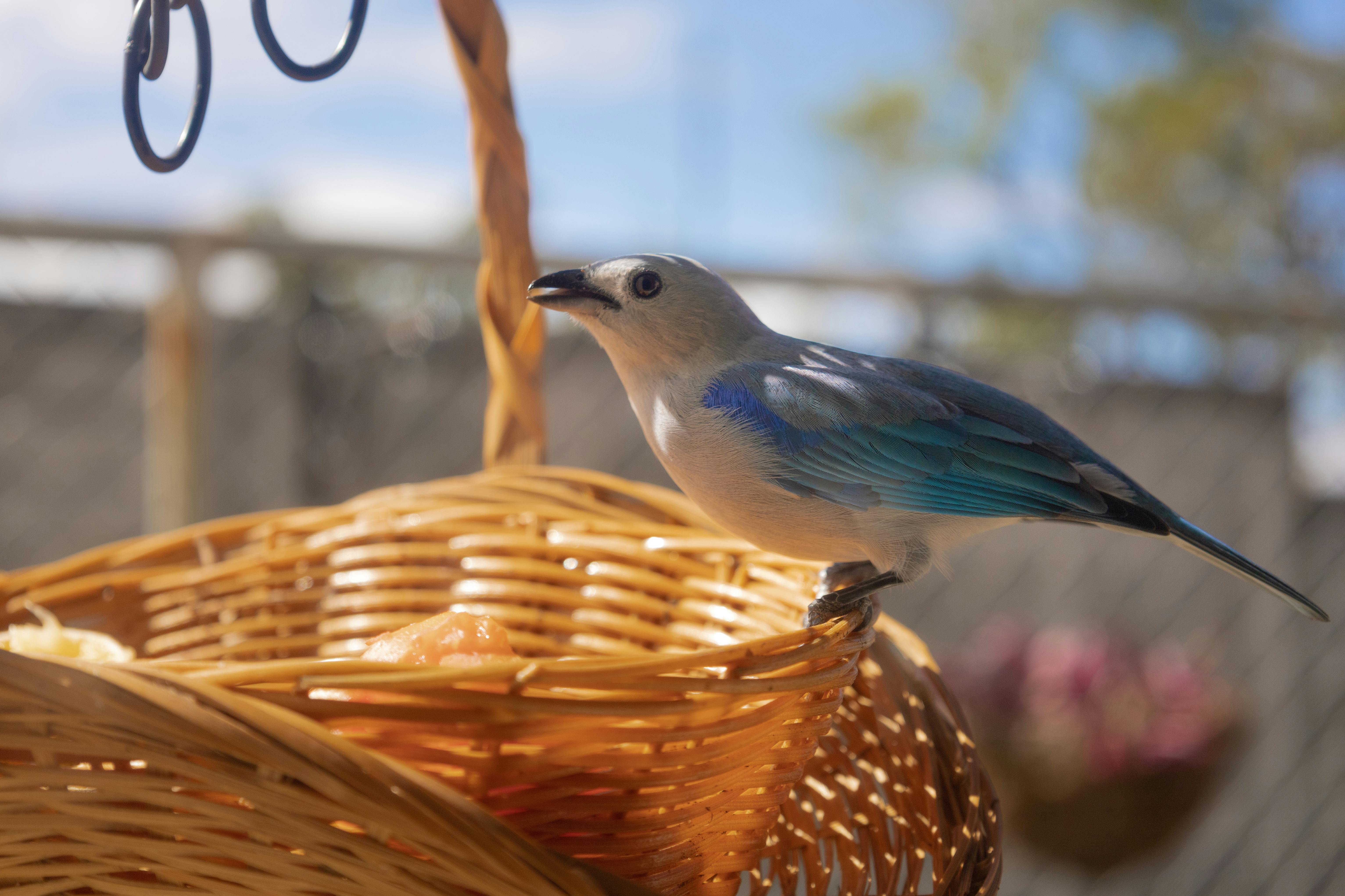 Blue Bird Perched On Tree Branch · Free Stock Photo