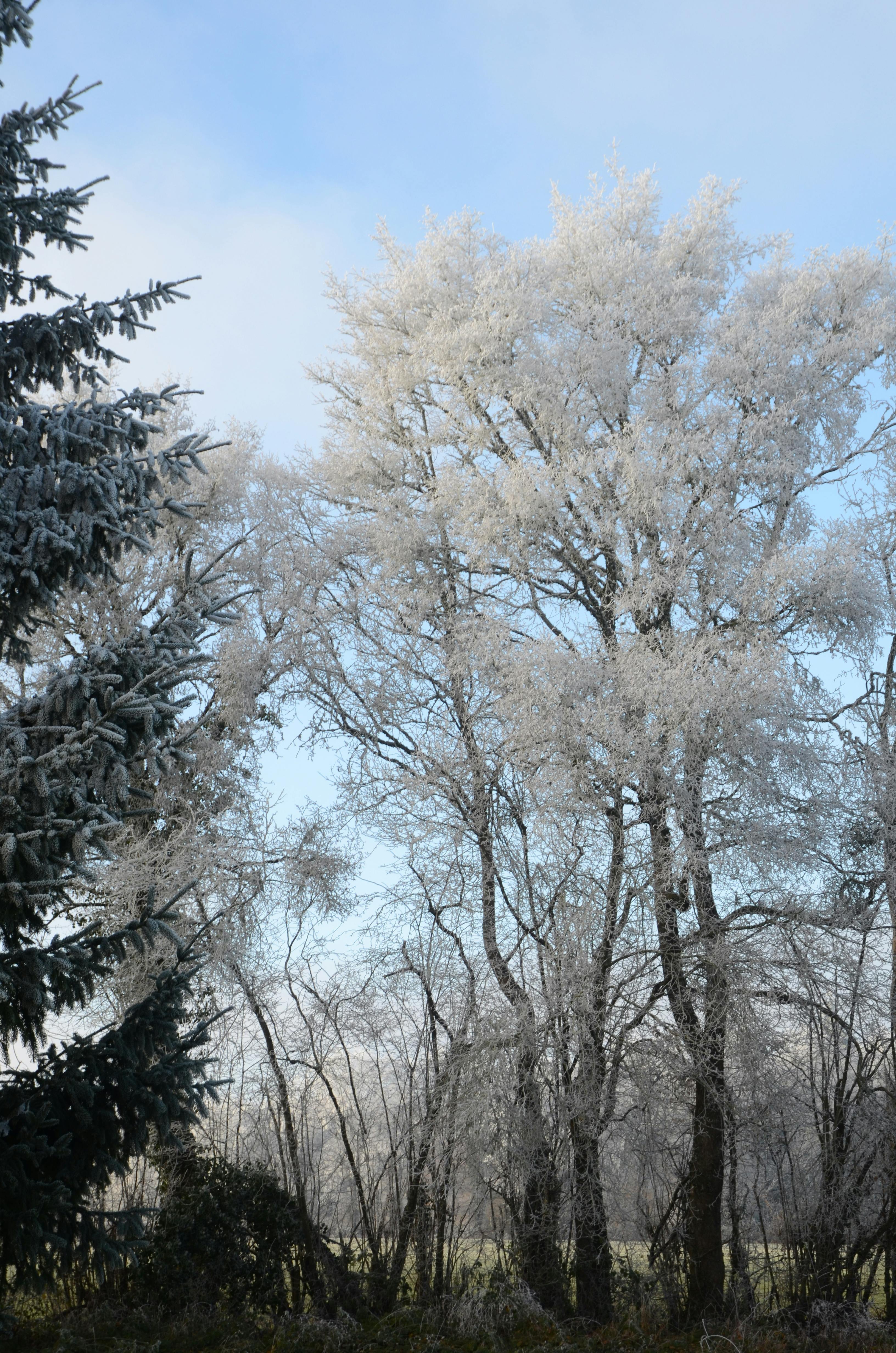 Trees with White Leaves · Free Stock Photo