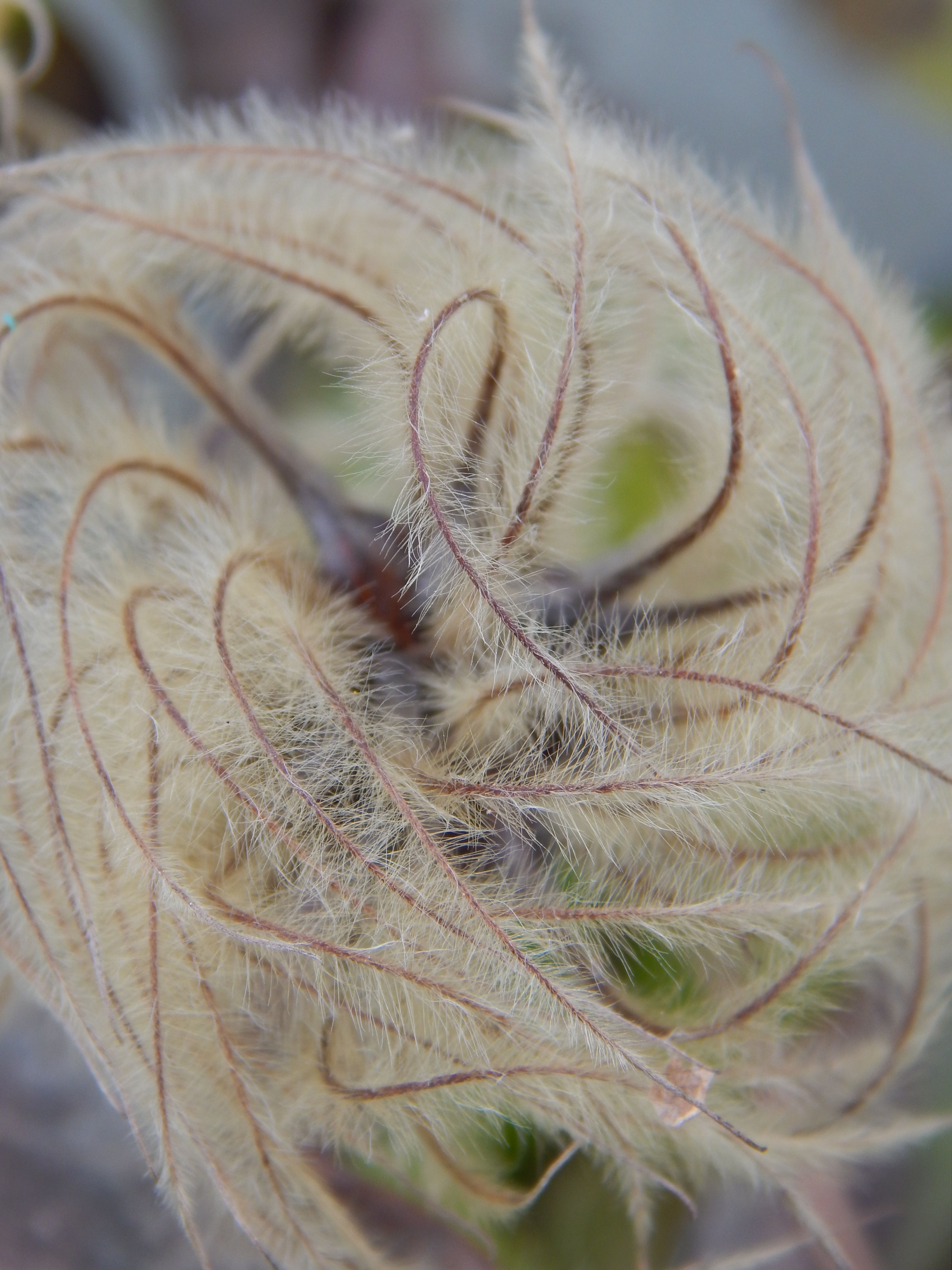 Hairy Texture Photos, Download The BEST Free Hairy Texture Stock Photos ...