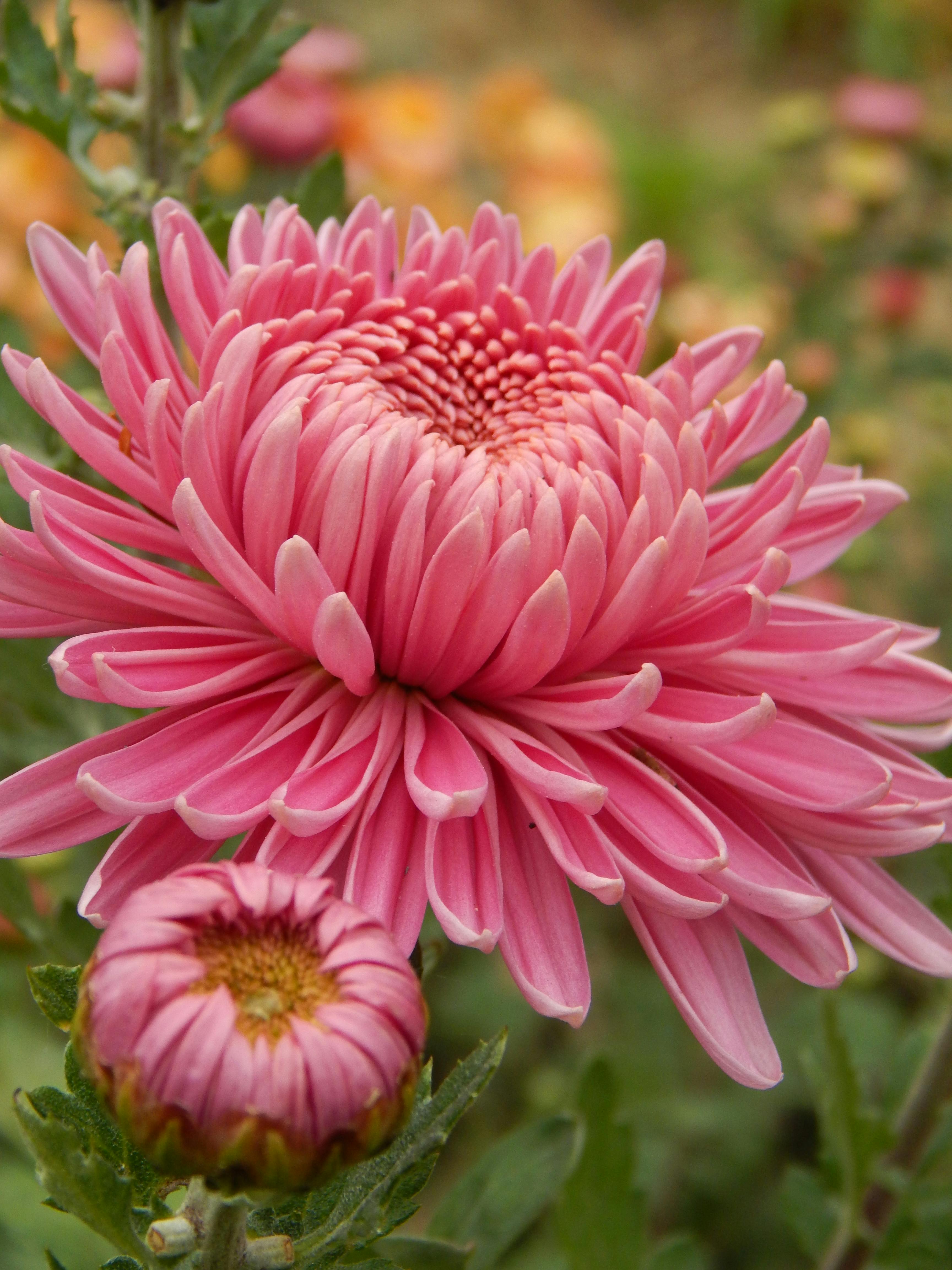 Blooming Pink Flowers in Stem · Free Stock Photo