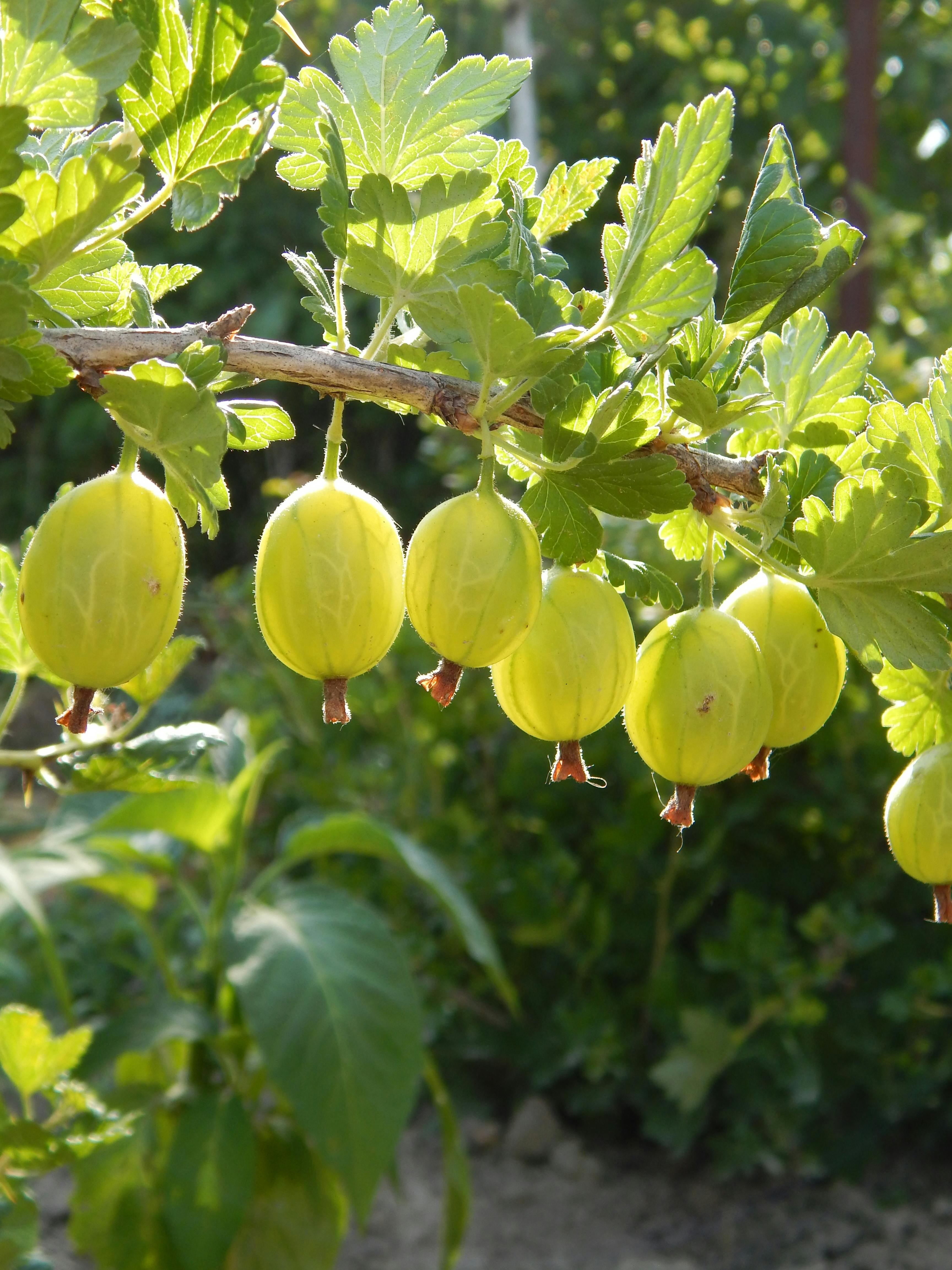 Photo of Fruits on a Plant · Free Stock Photo