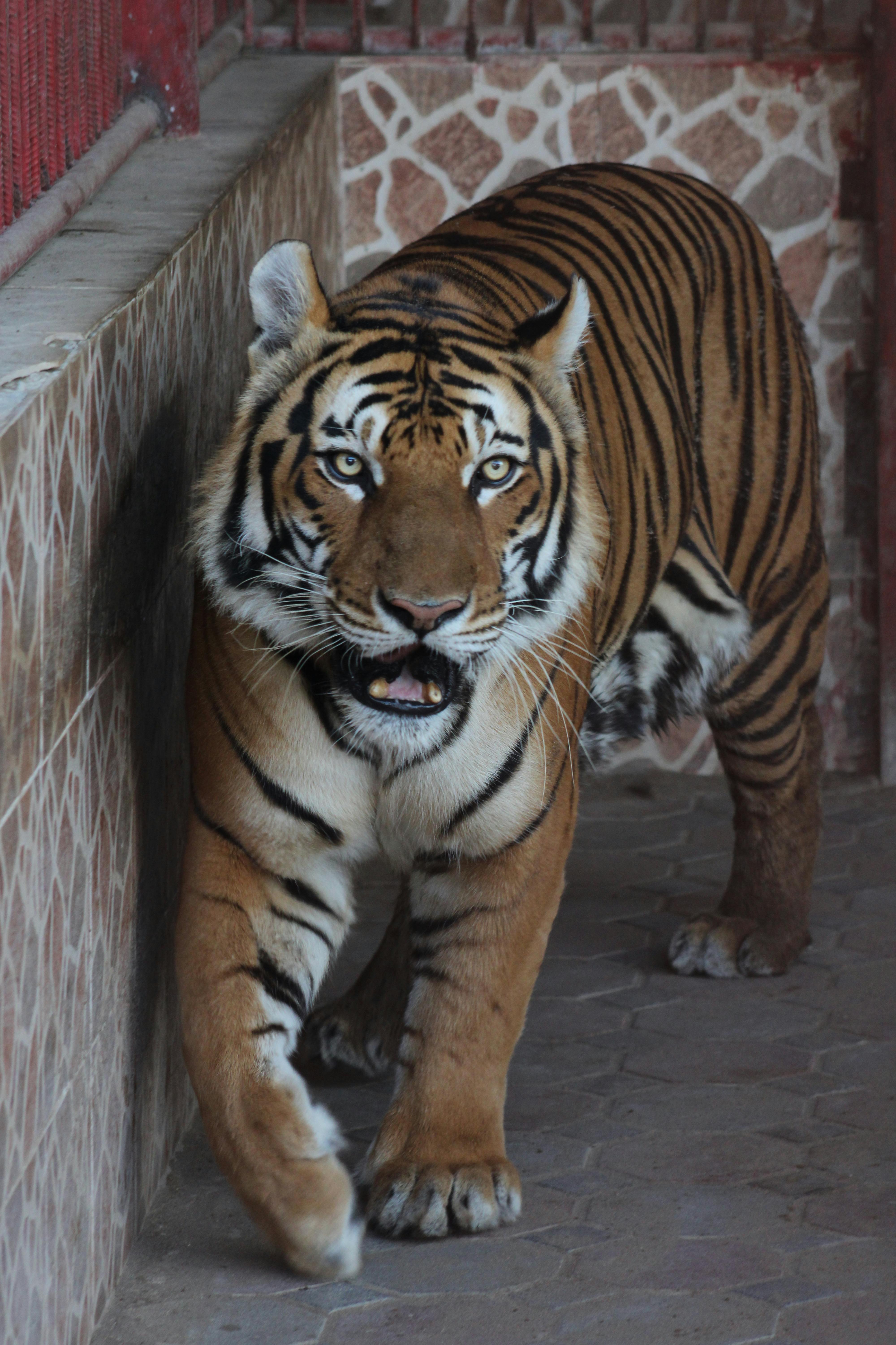 Photo of a Tiger · Free Stock Photo