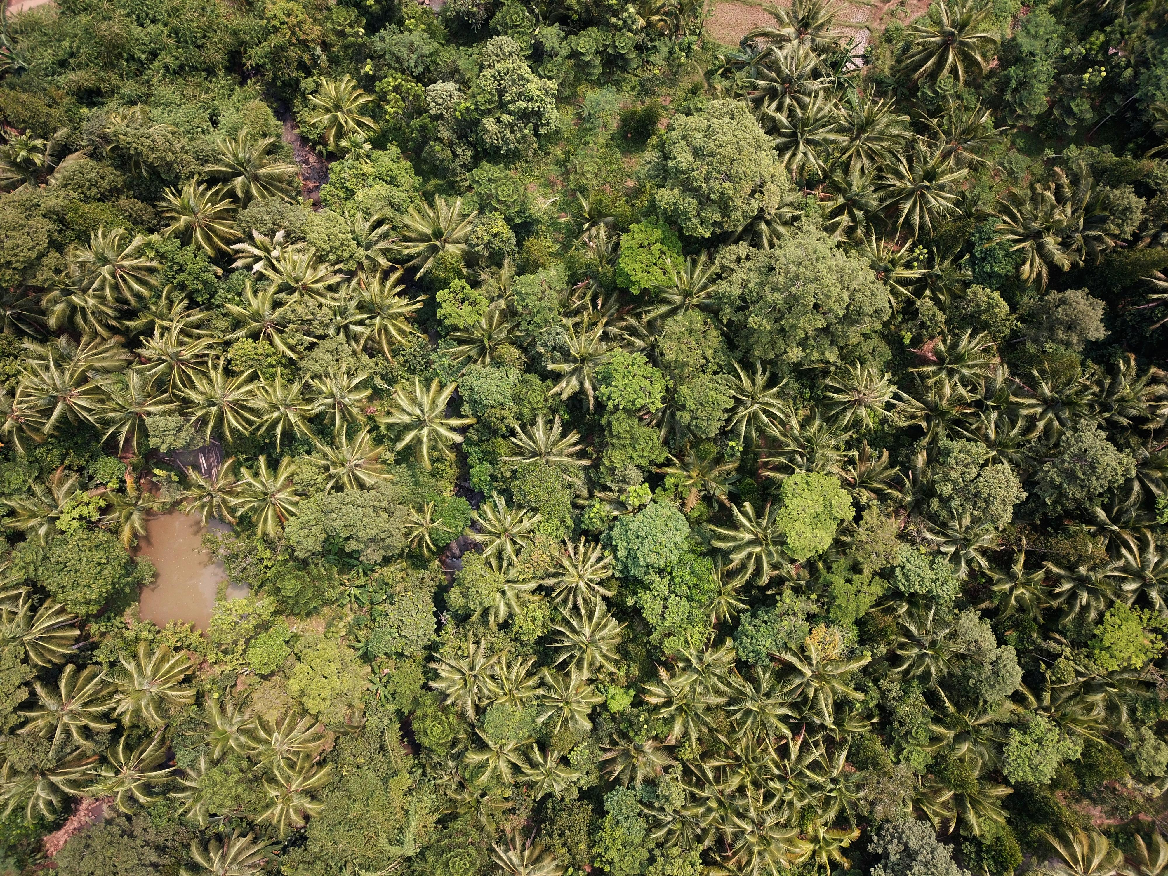 Birds-eye View of Forest · Free Stock Photo