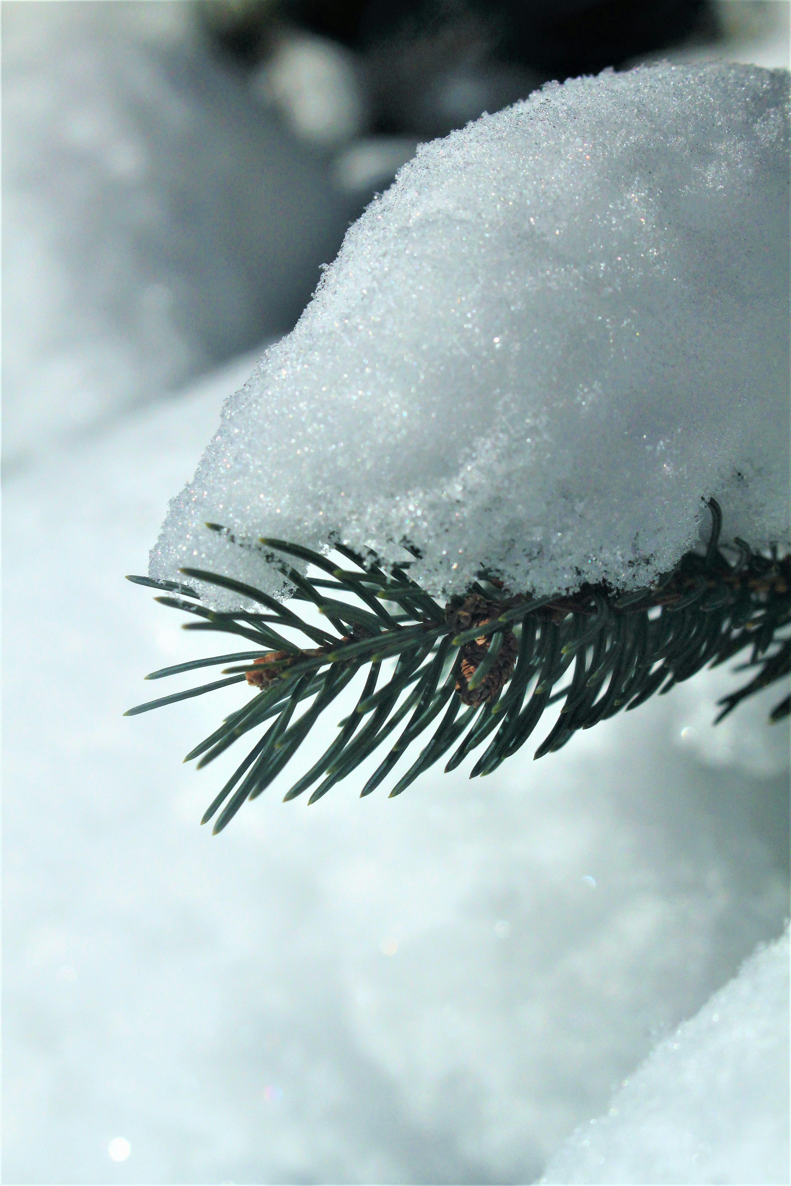 6+ Best Free Pinetree Stock Photos & Images · 100% Royalty-Free HD ...