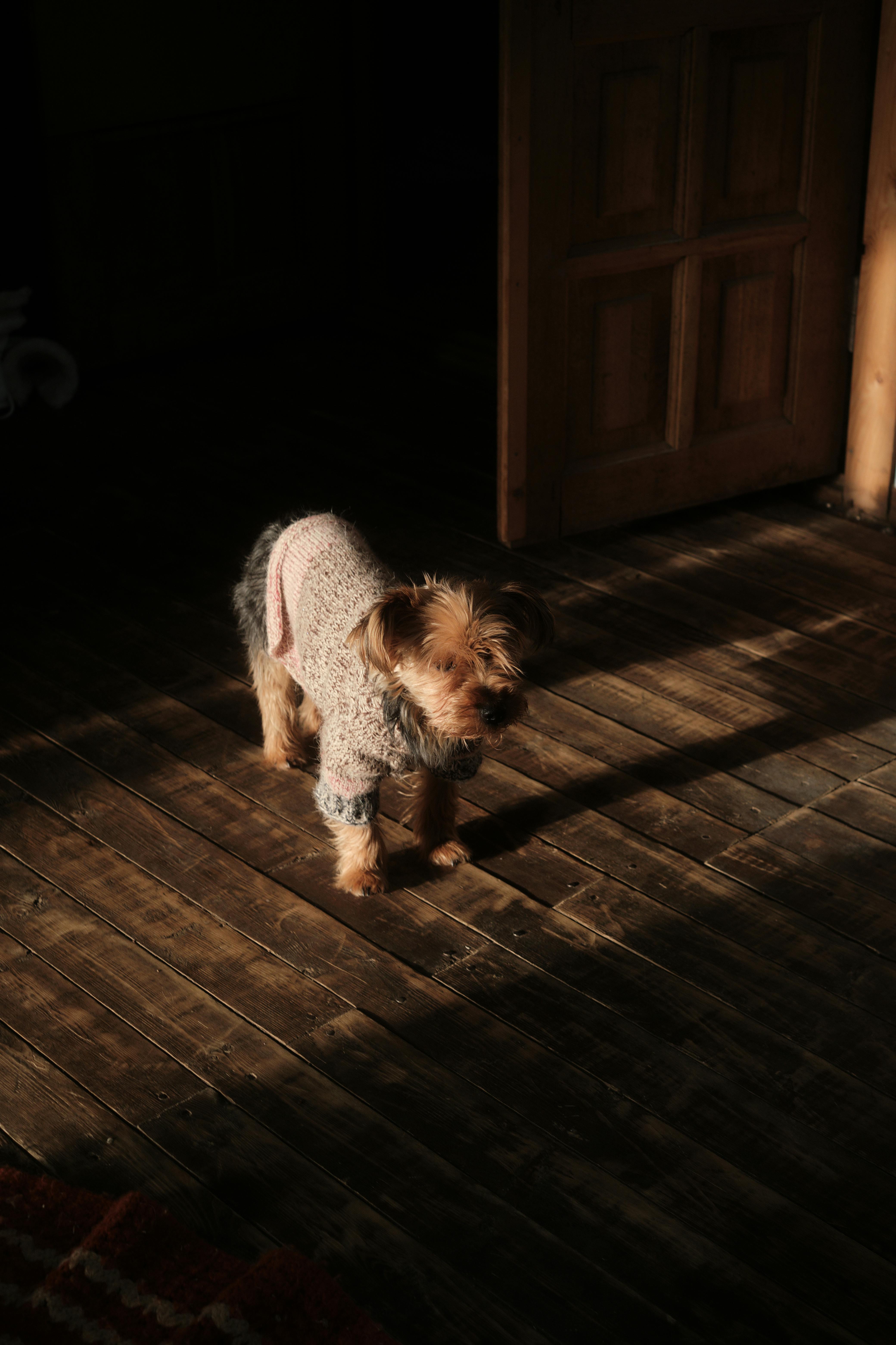 Poo Photos, Download The BEST Free Poo Stock Photos & HD Images