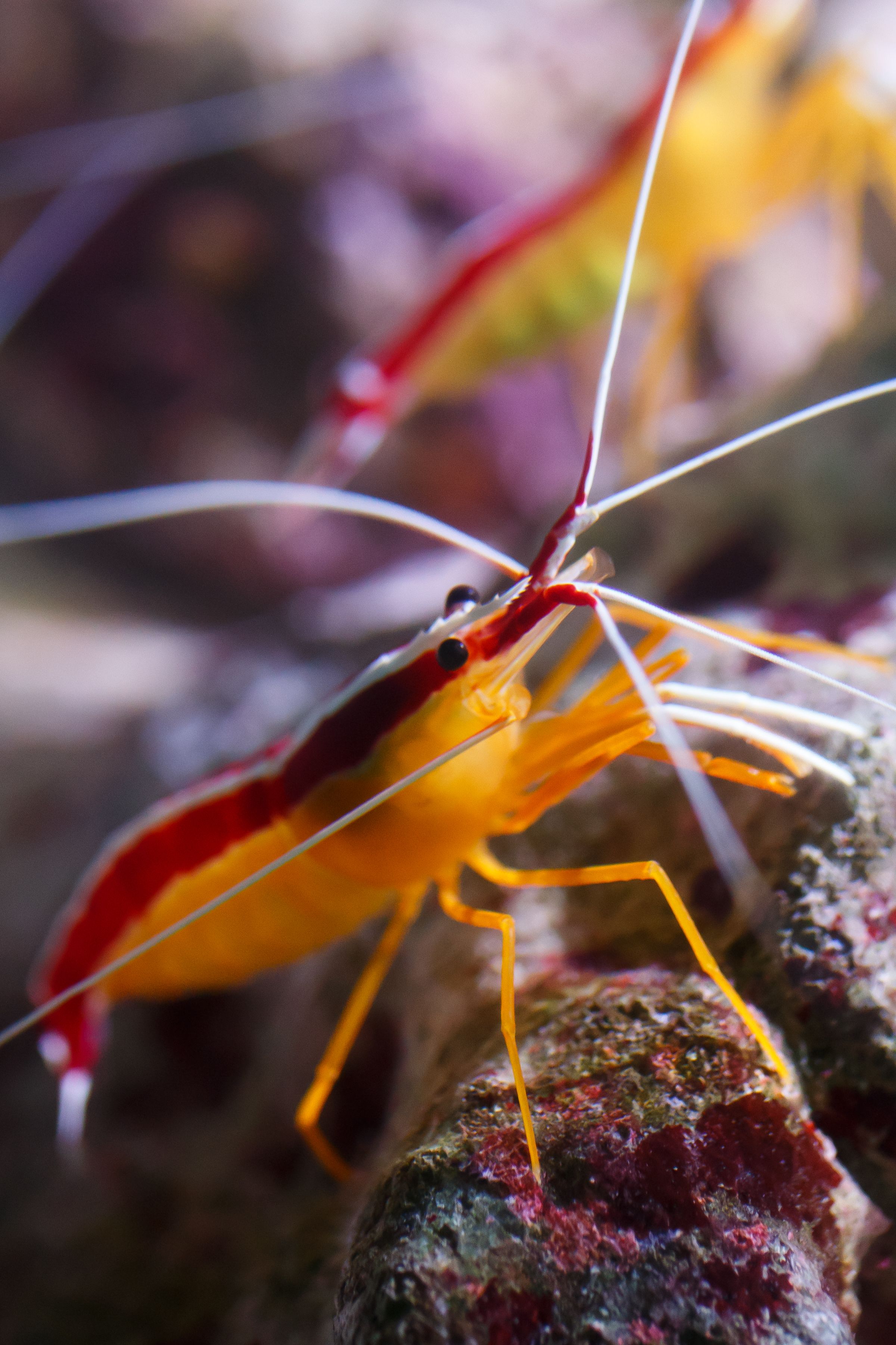 Close-Up Shot of a Shrimp · Free Stock Photo