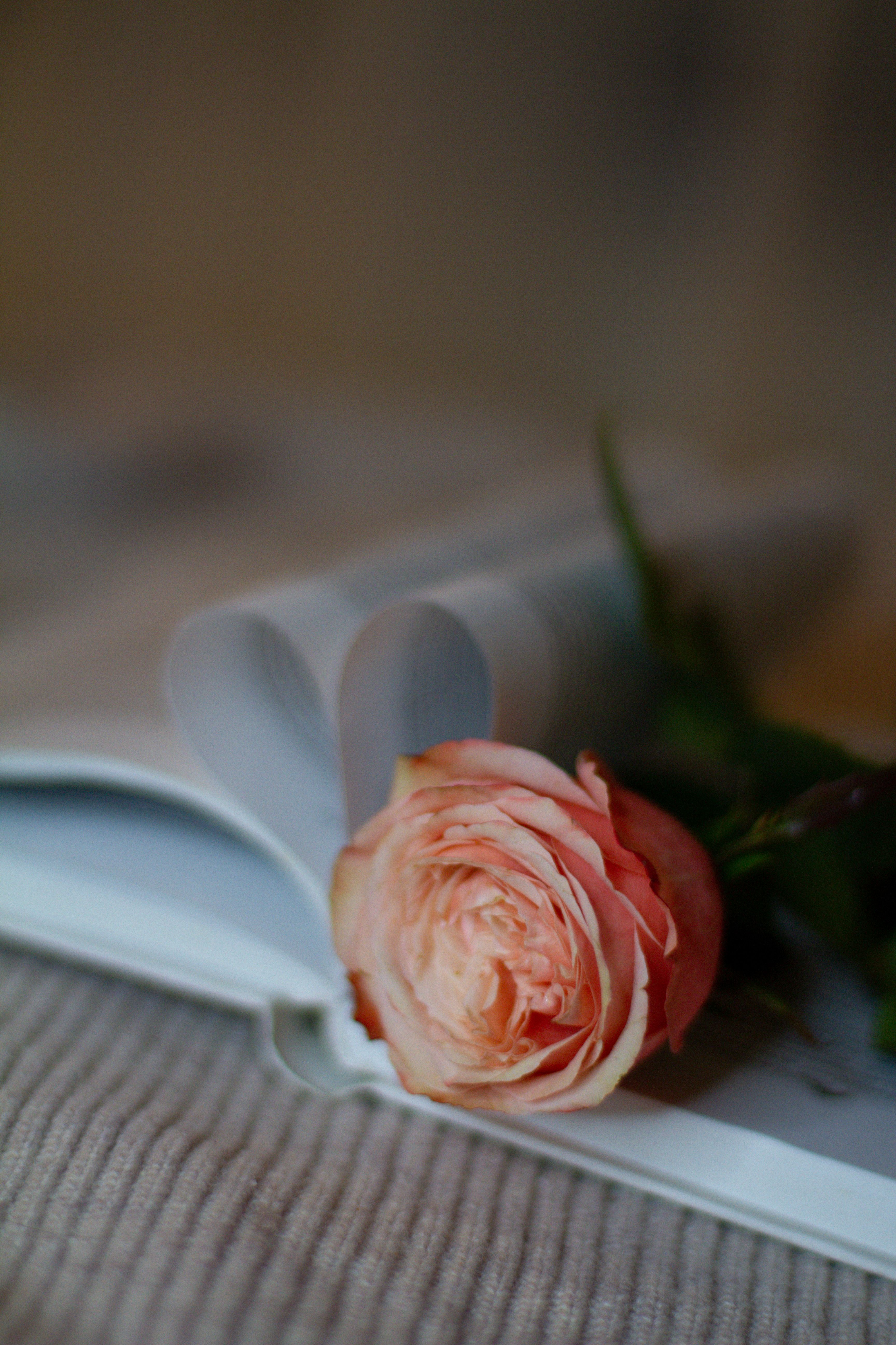 A Purple Flower on the Braille Book · Free Stock Photo