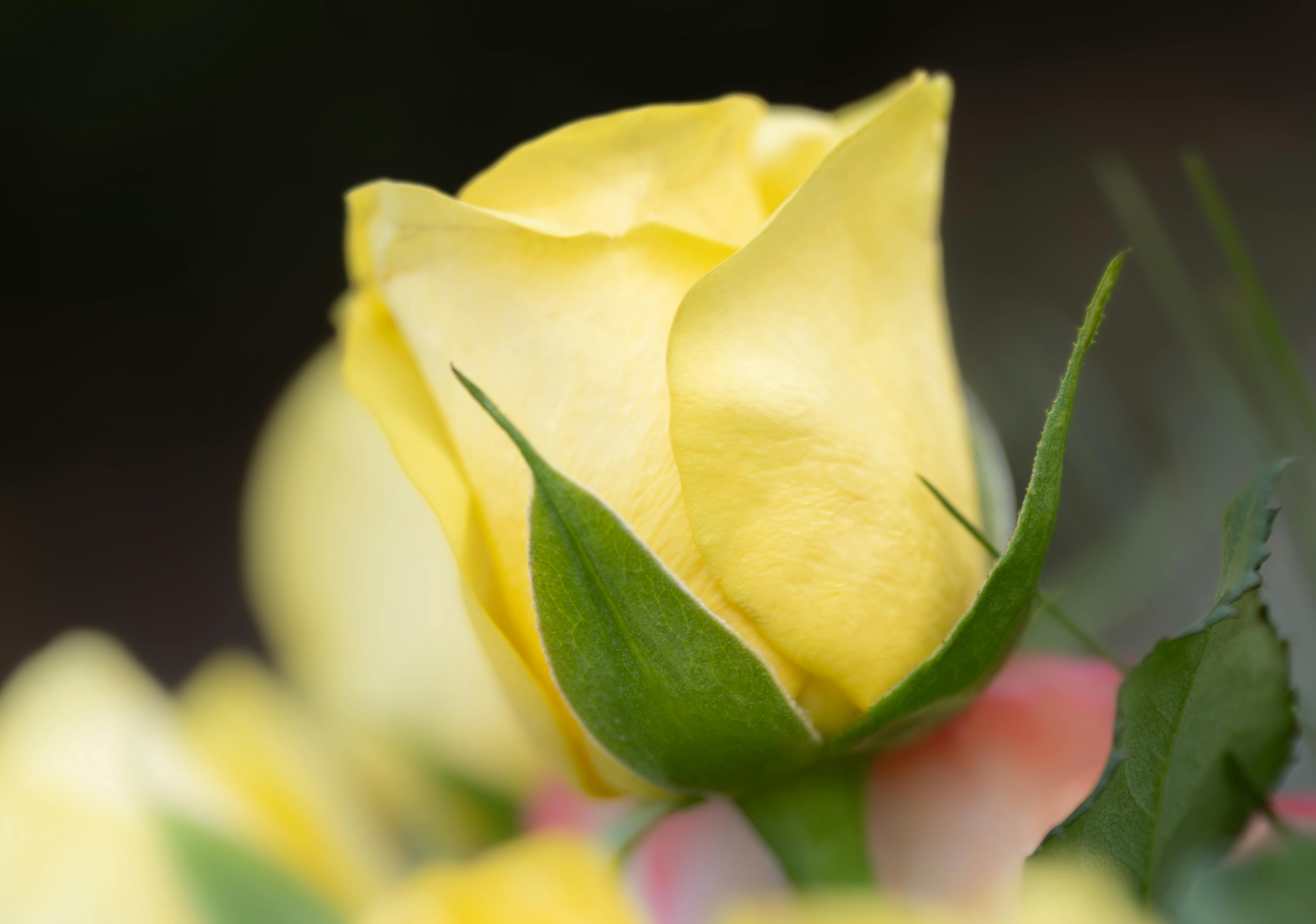 Yellow Rose in Close Up Photography · Free Stock Photo