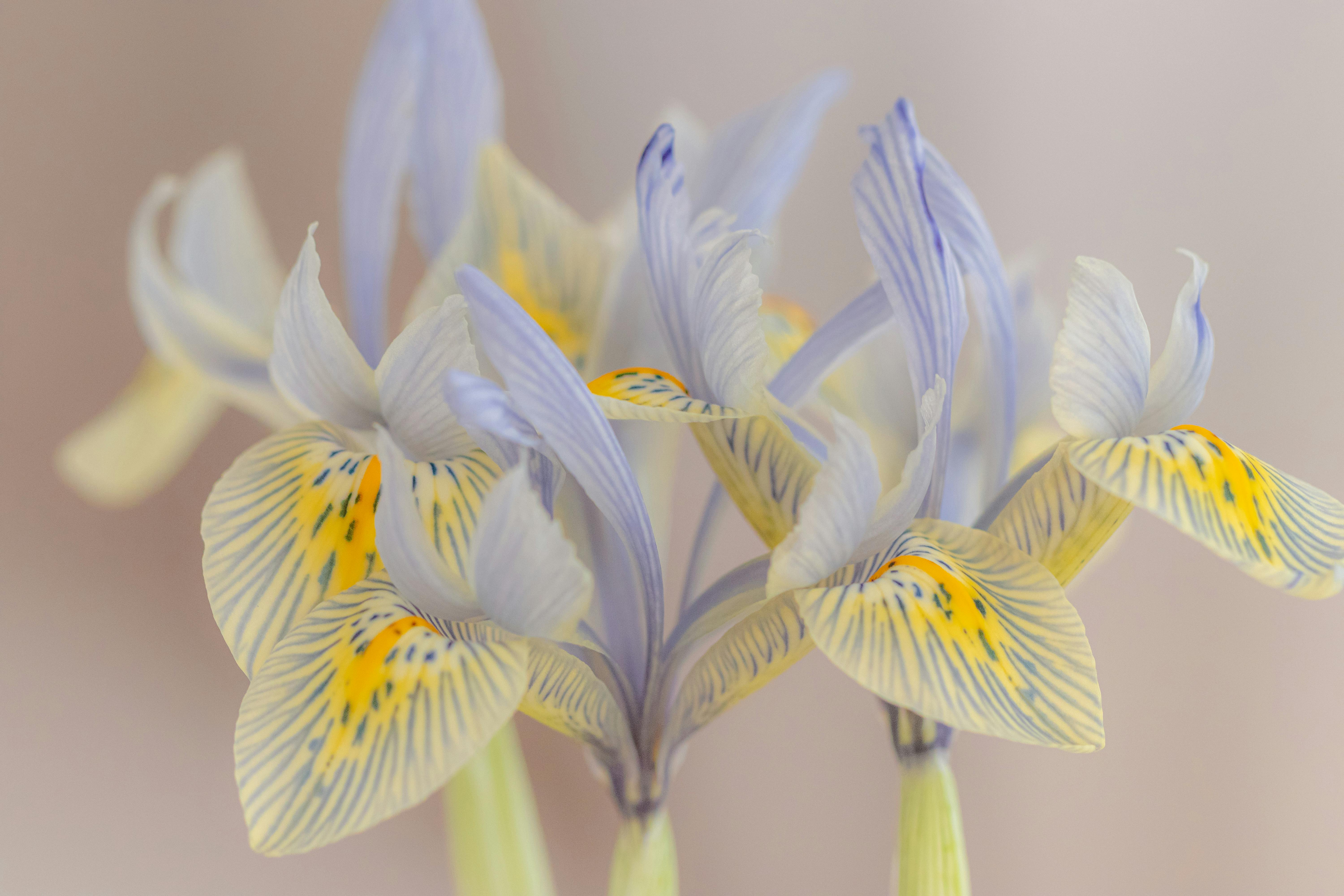 Pale Blue and Yellow Irises · Free Stock Photo